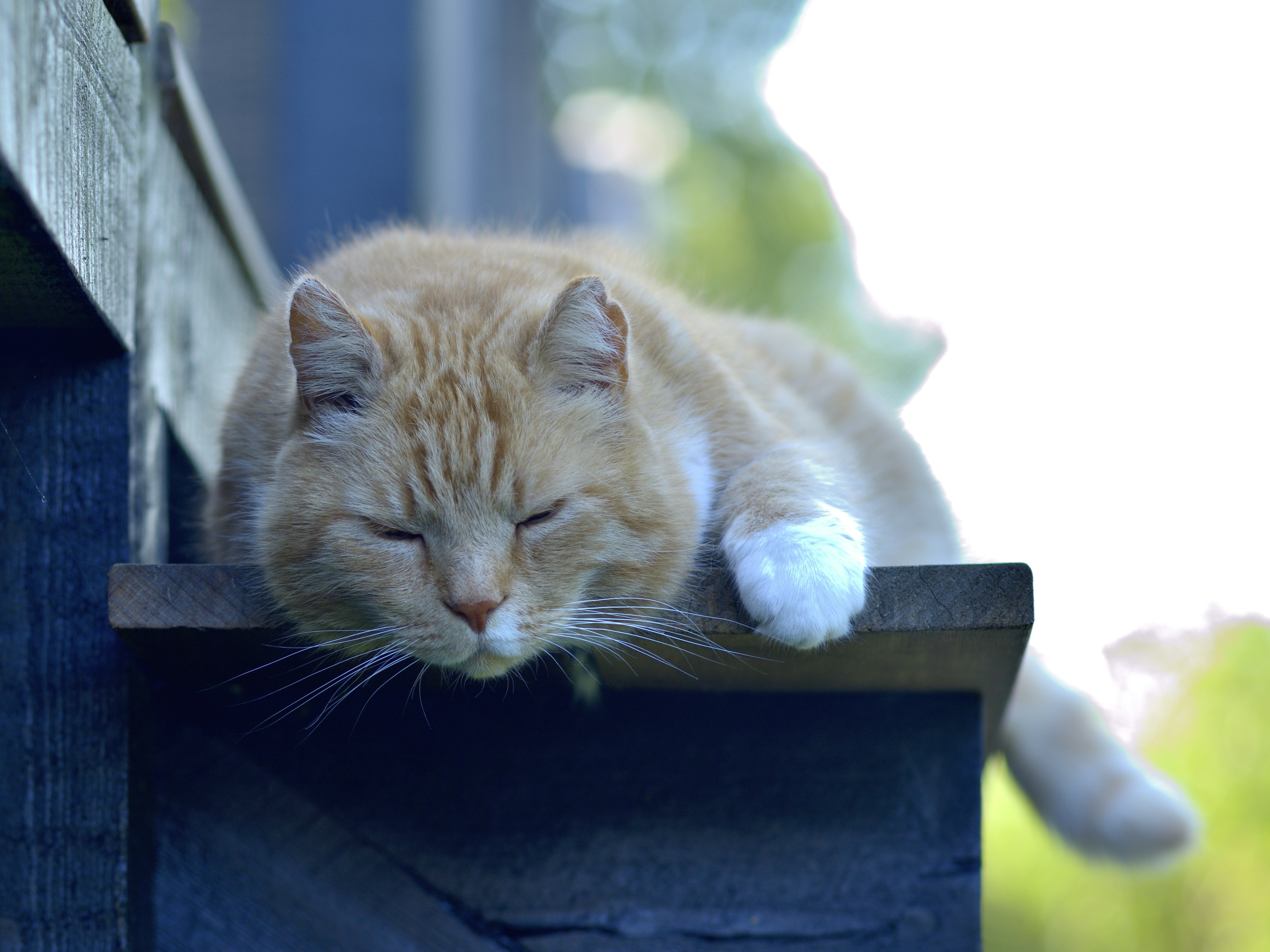 House cat relaxing in the afternoon sun.