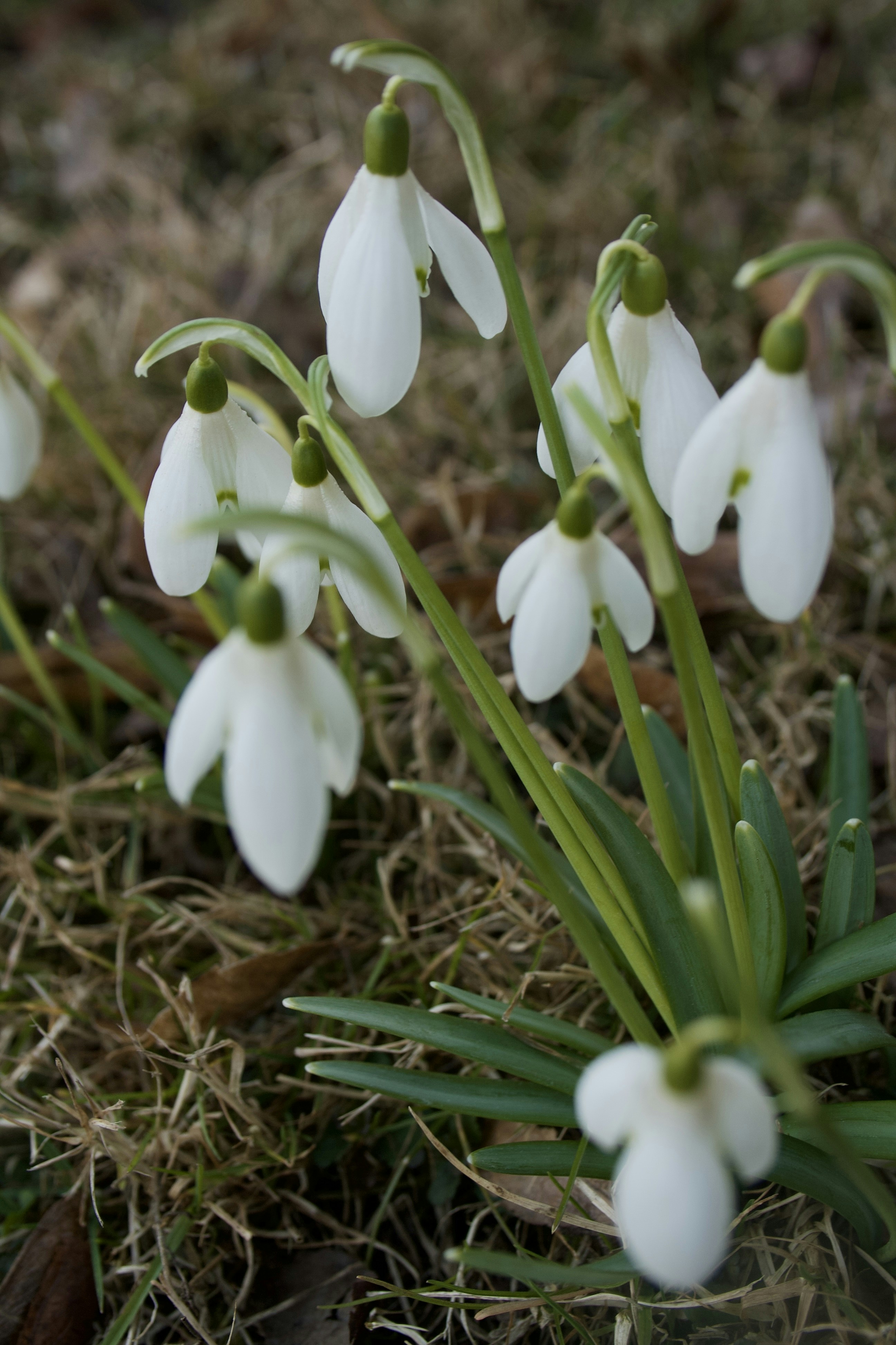 Whispering Snowdrops: A Cluster of White Bells in Early Spring