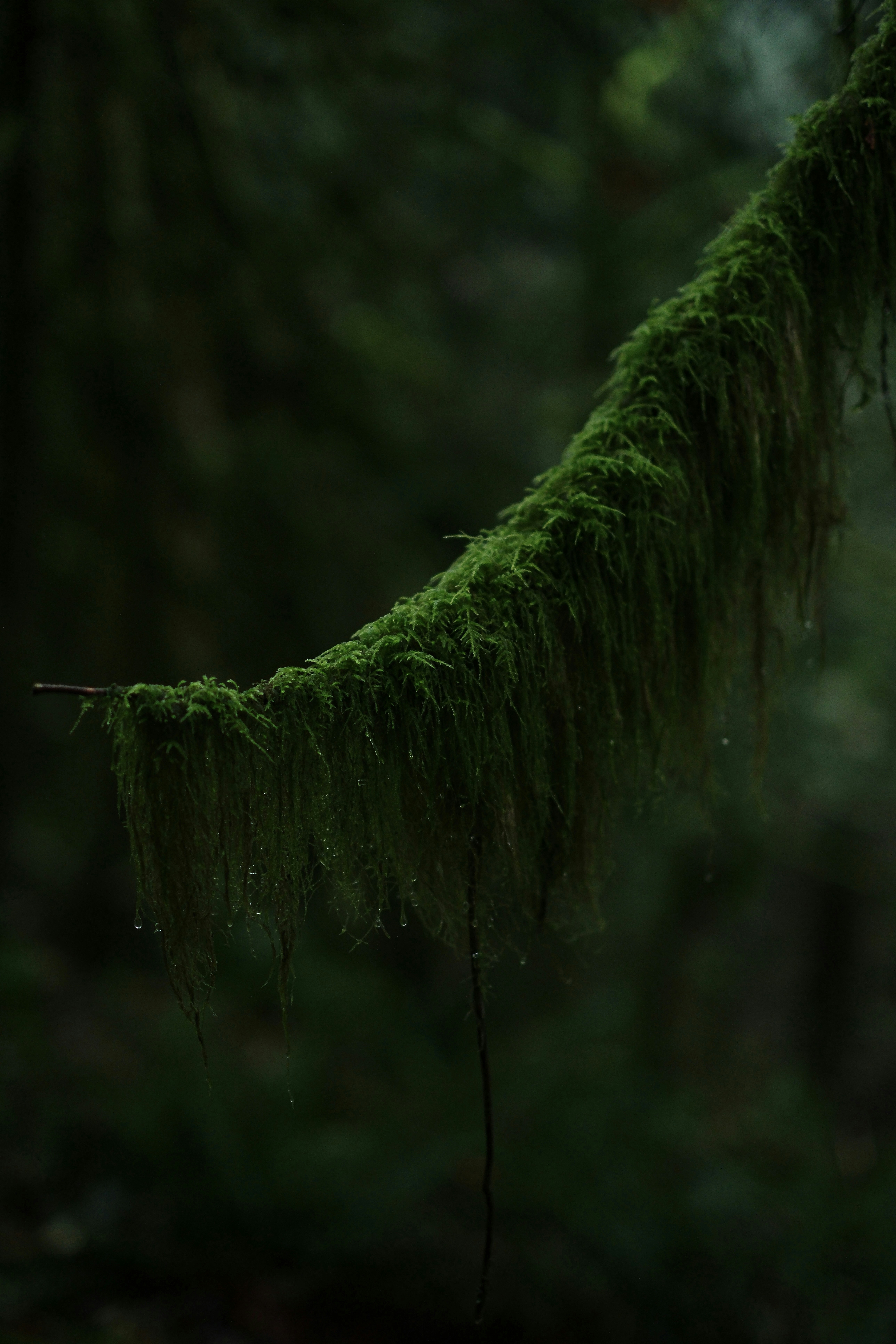 Emerald Ribbon Draped Across a Mossy Veil