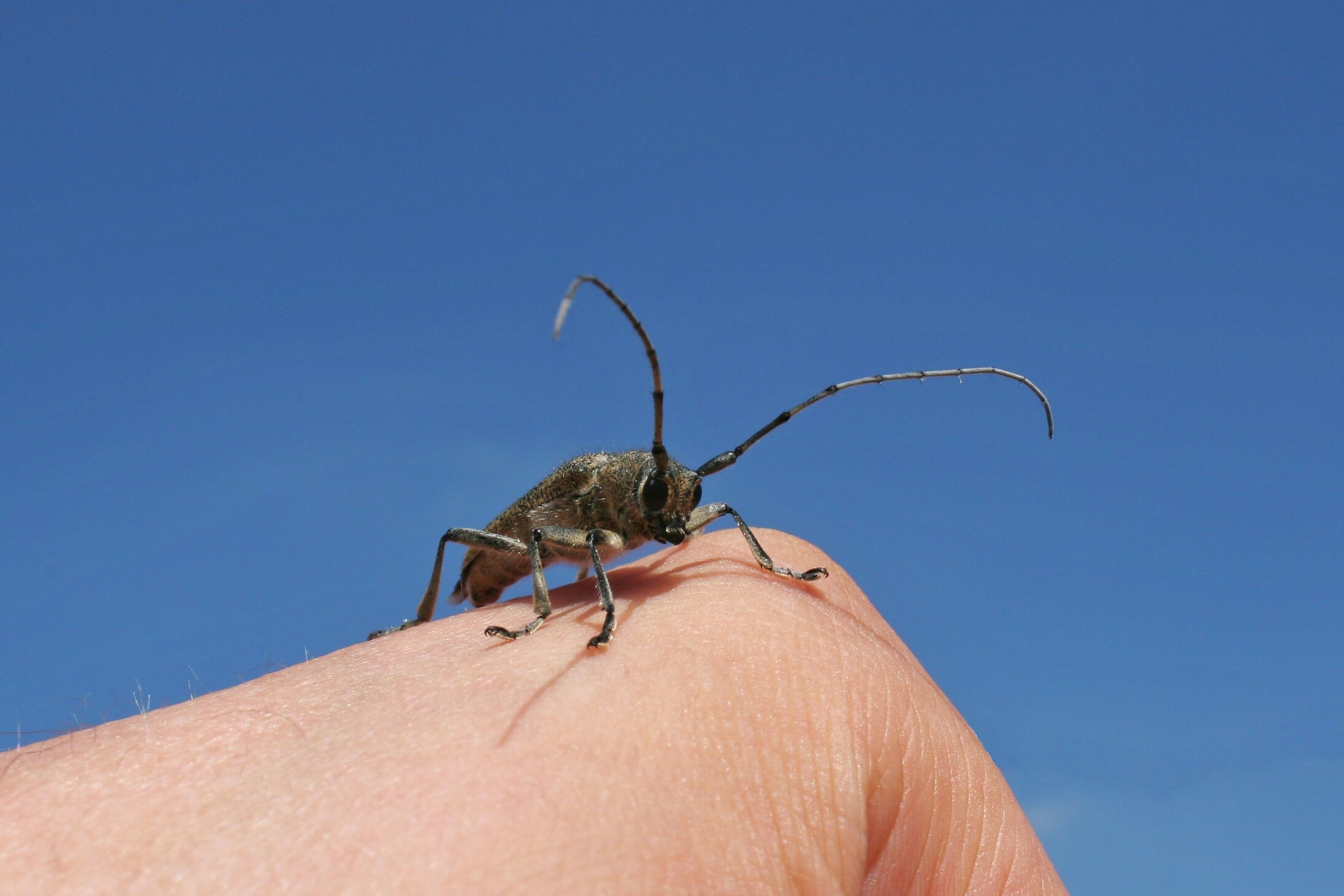 Close-up of a longhorn beetle perched on a fingertip with a clear blue sky in the background.