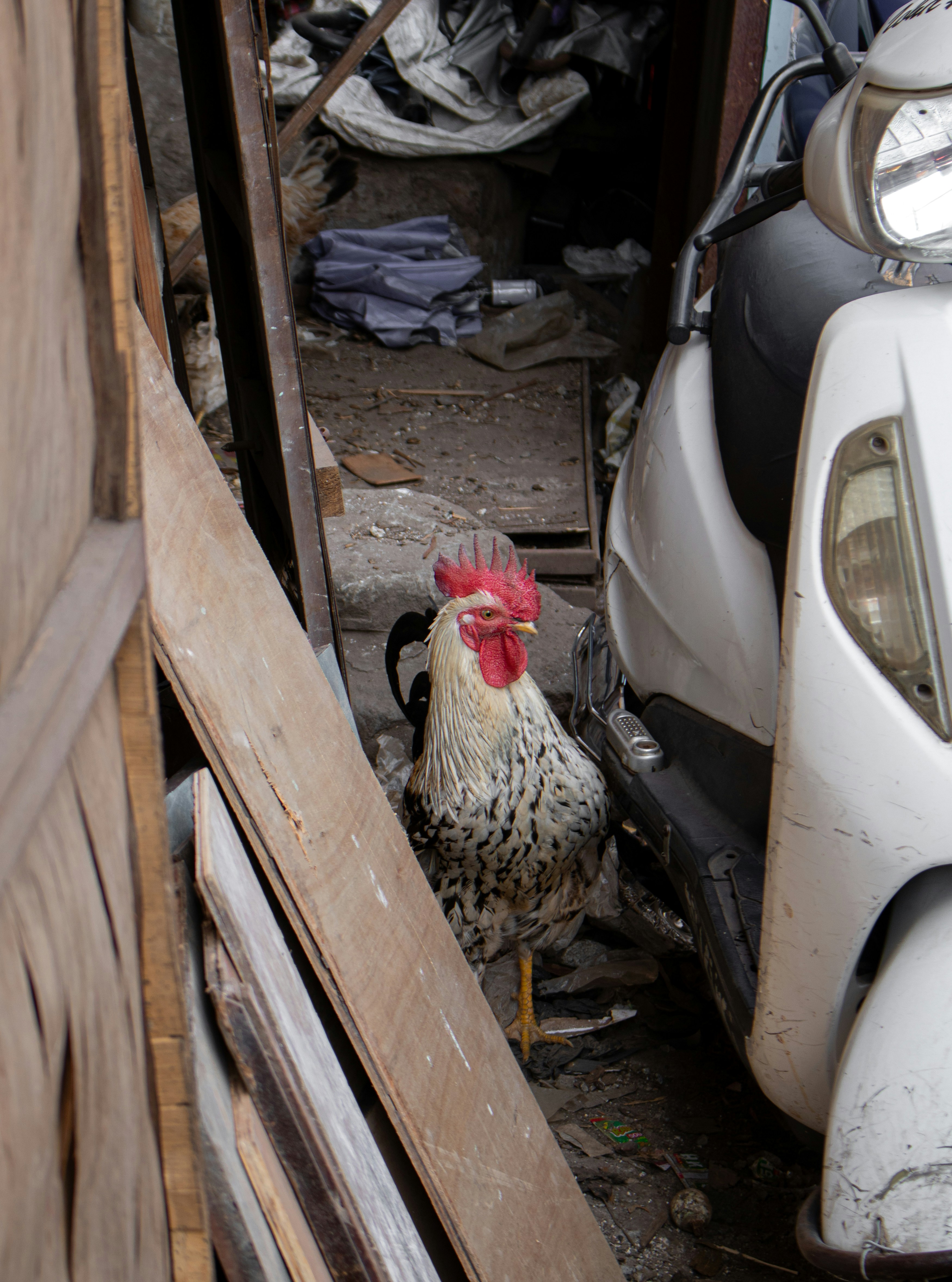 Feathers Between Wood and Wheel: Rooster in a Cluttered Yard