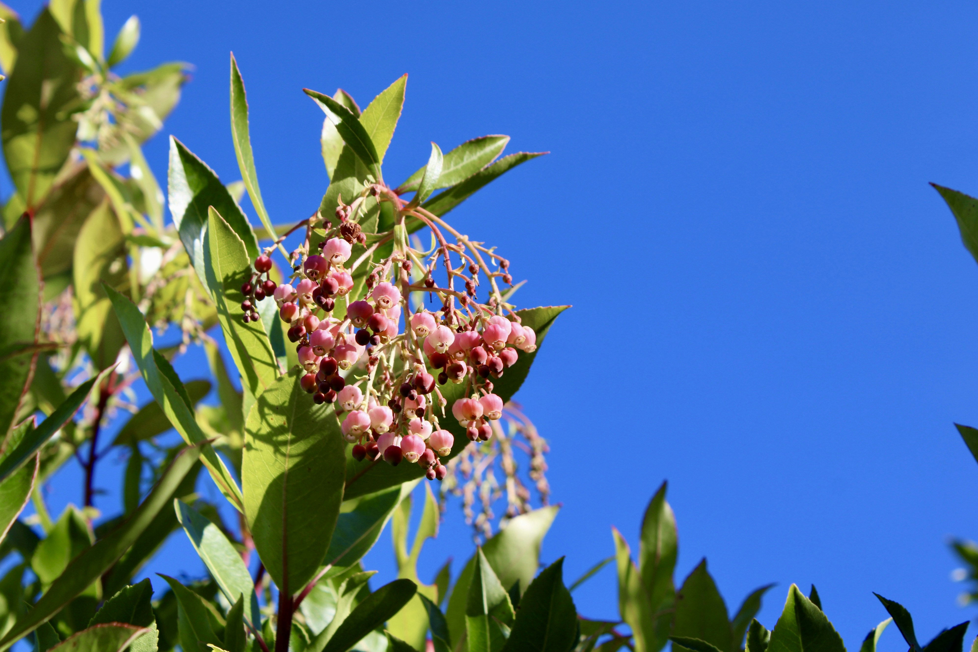 Pink Berry Cluster Against a Cerulean Sky