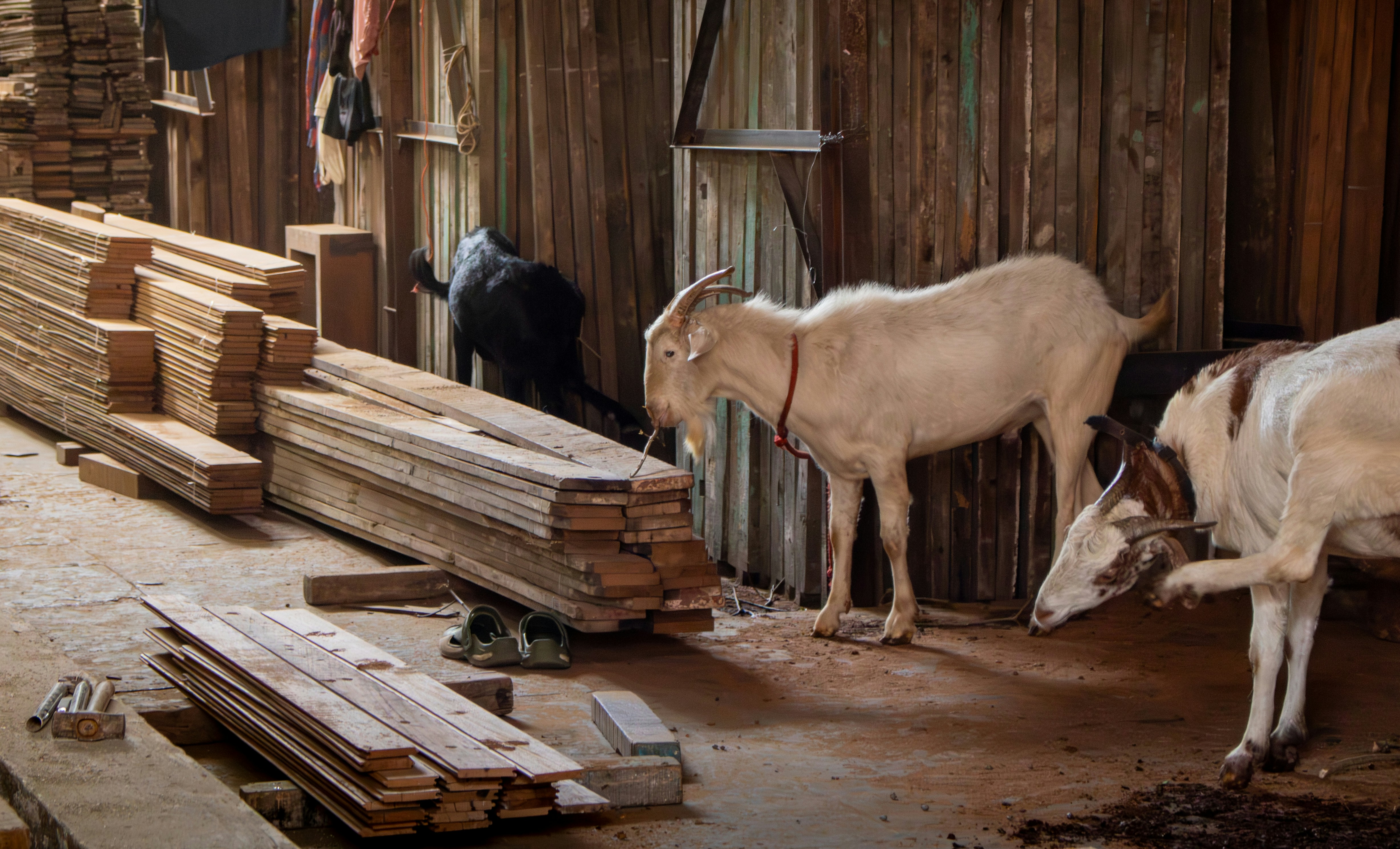 Two goats eat the wood in a wood processing facility in Grant Road, Mumbai, India. The scene, dimly lit with warm tones, is suitable for content on small-scale industry, woodworking, urban animal life, or traditional commerce in Indian cities.