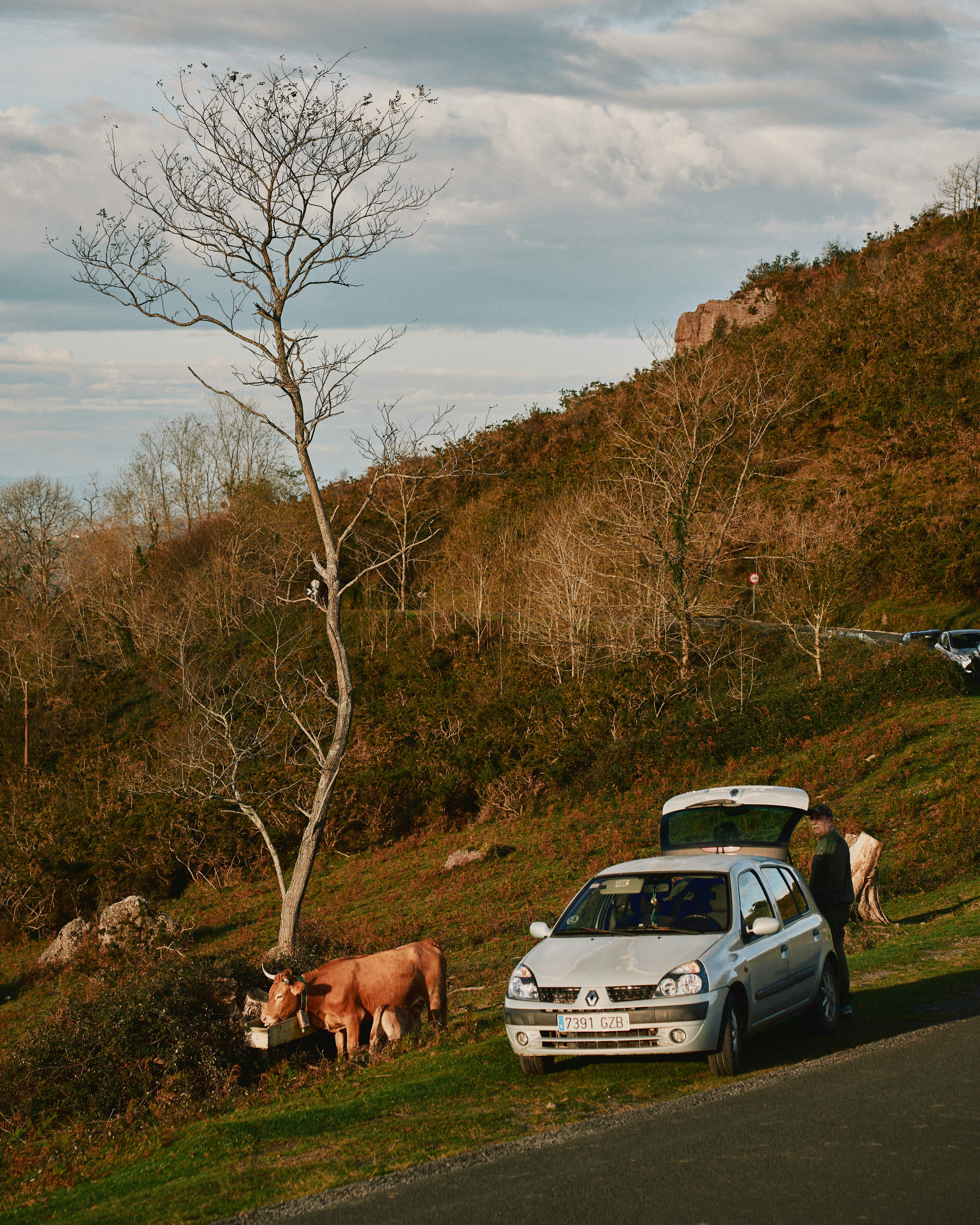 Hill Road Pause: A White Hatchback Beside Grazing Cows on a Quiet Ridge