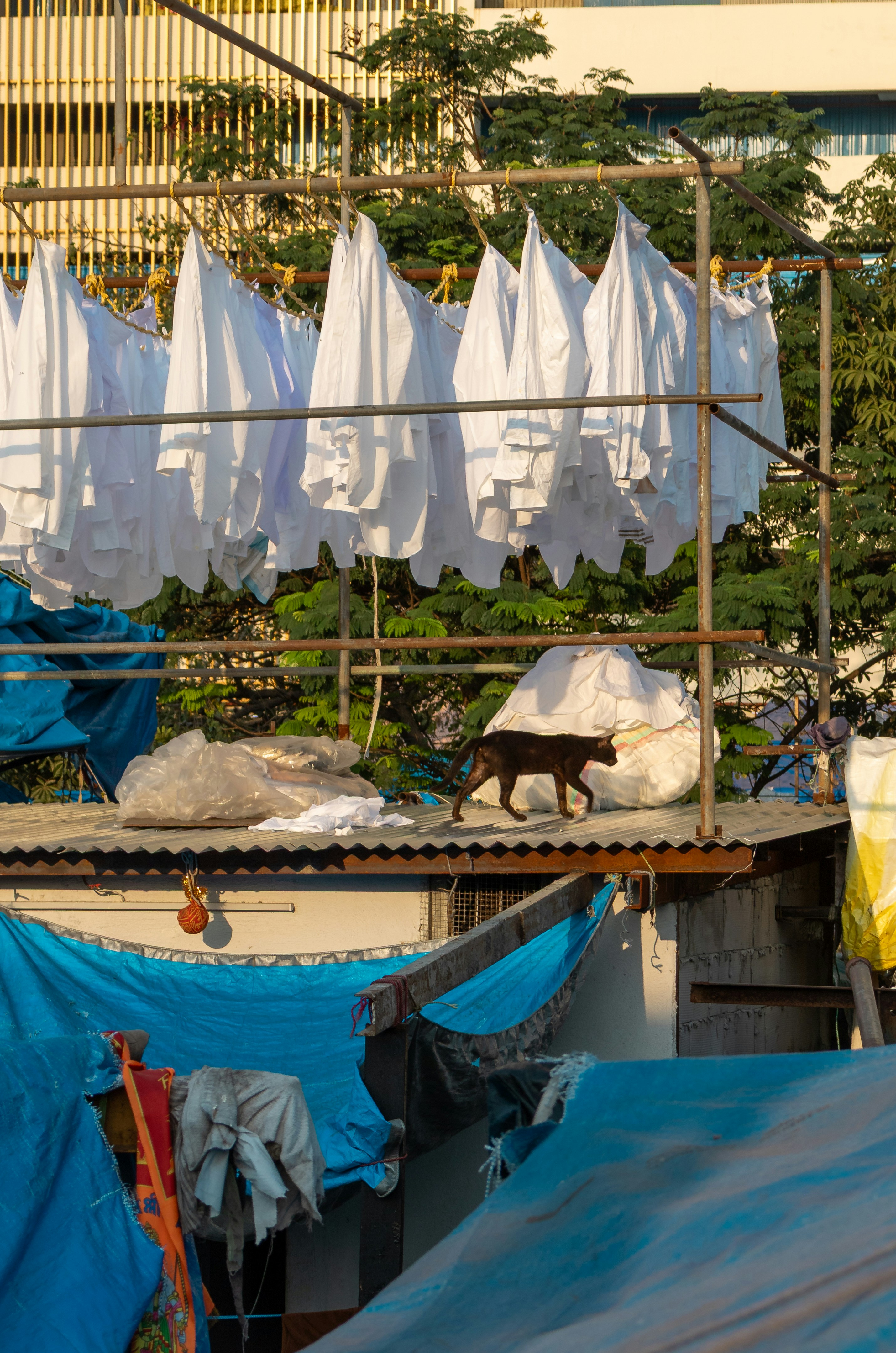 Rooftop Stowaway: A Black Cat Among White Laundry on a Sunlit Terrace