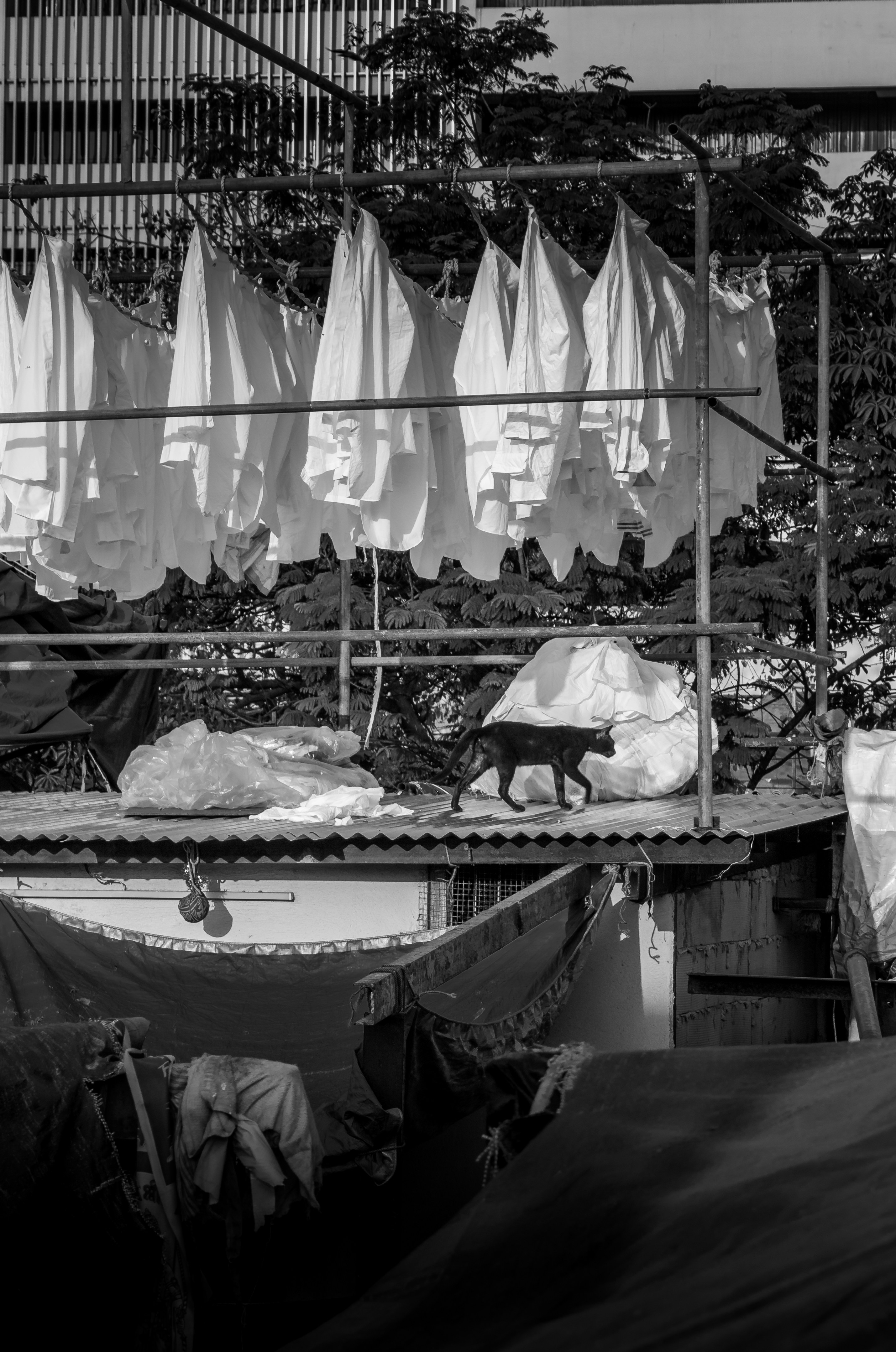 Whiskers on the Rooftop Line: A Cat Among Hanging Laundry