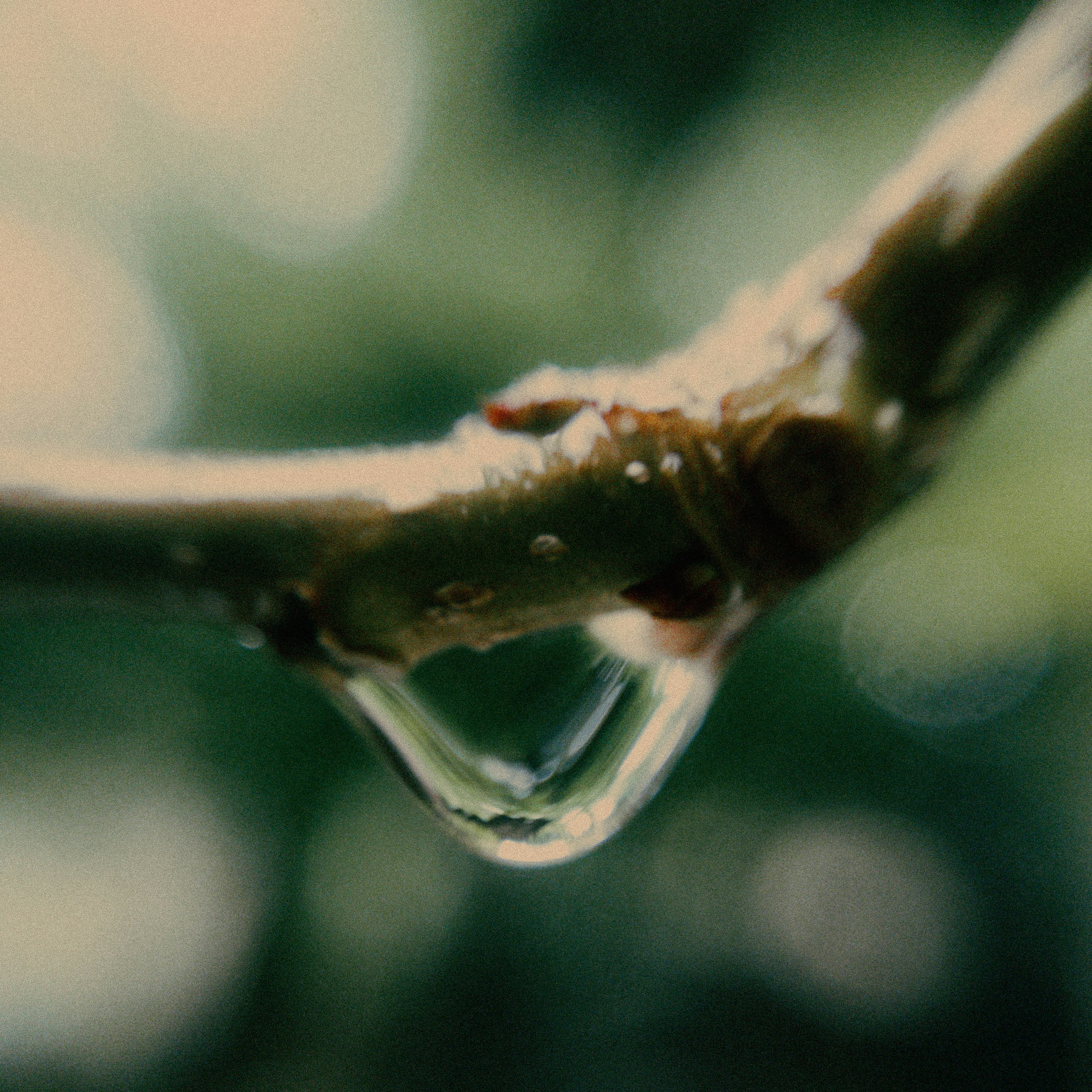 A water droplet hangs from a tree branch.