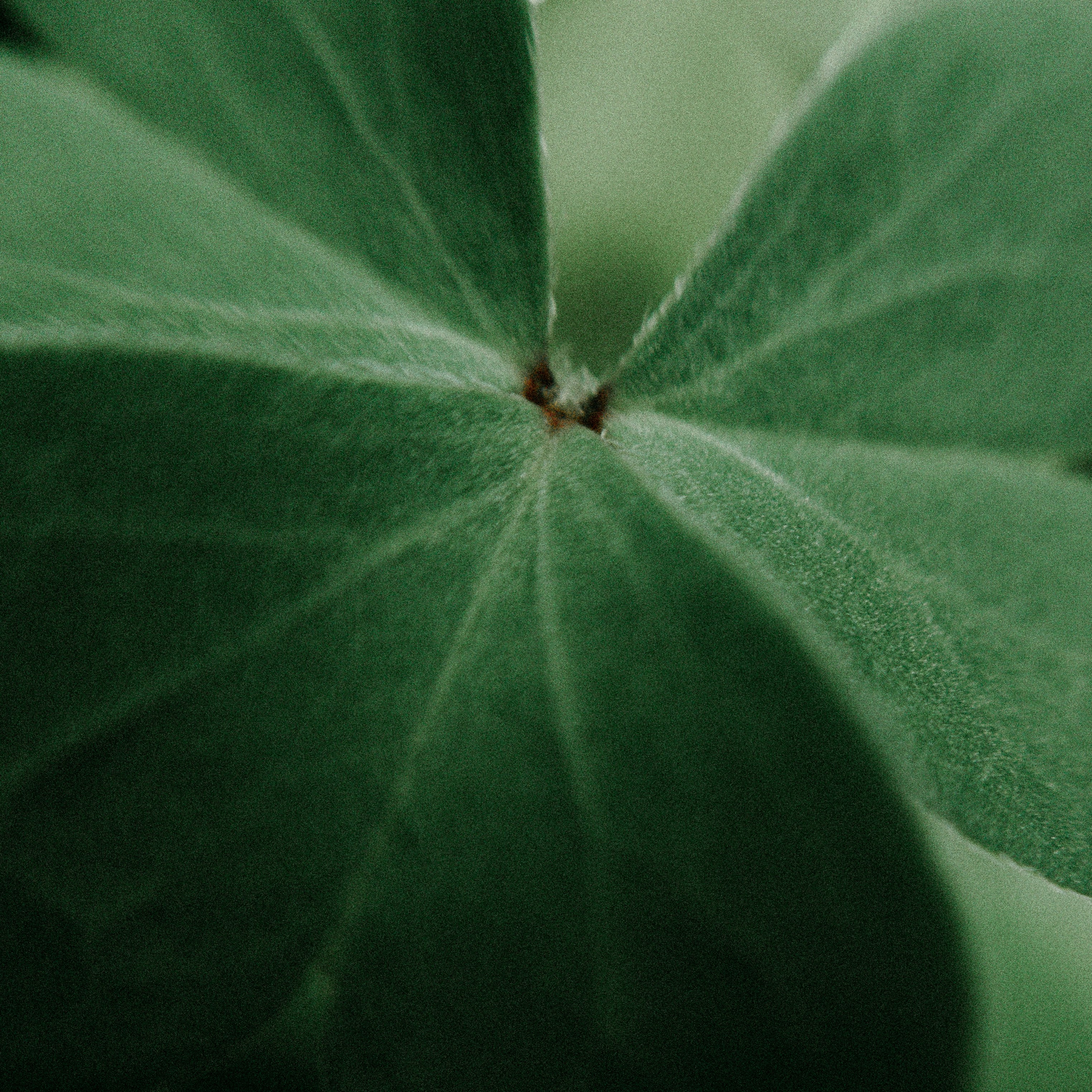 Close-up of a vibrant green leaf with detailed veins