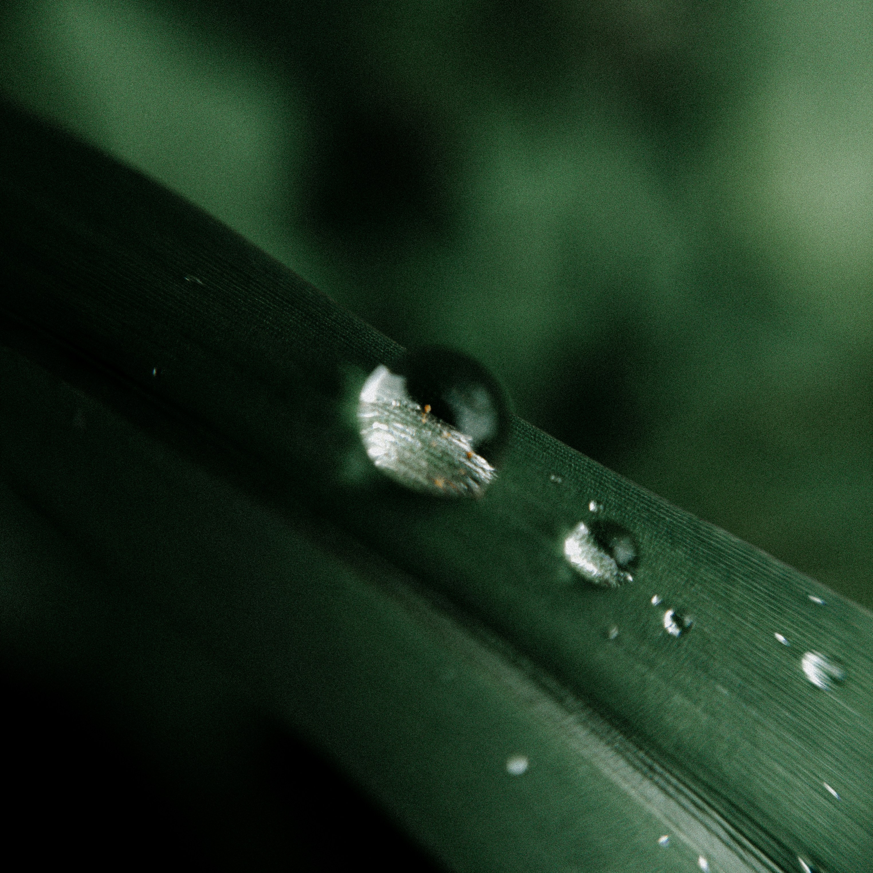 Close-up of water droplets on a green leaf.
