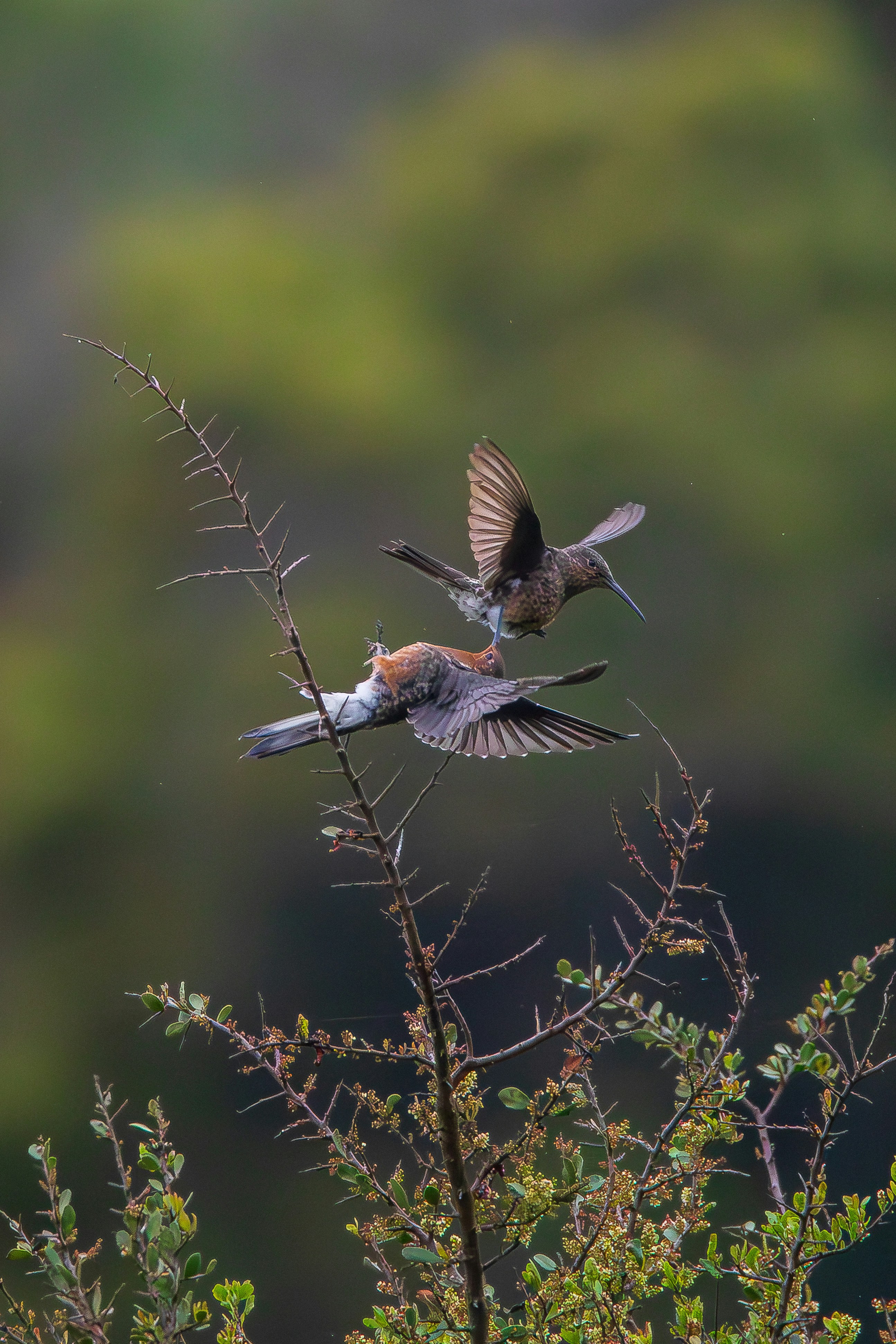 Swift Collision: Kingfisher Duo in a Twig Crown