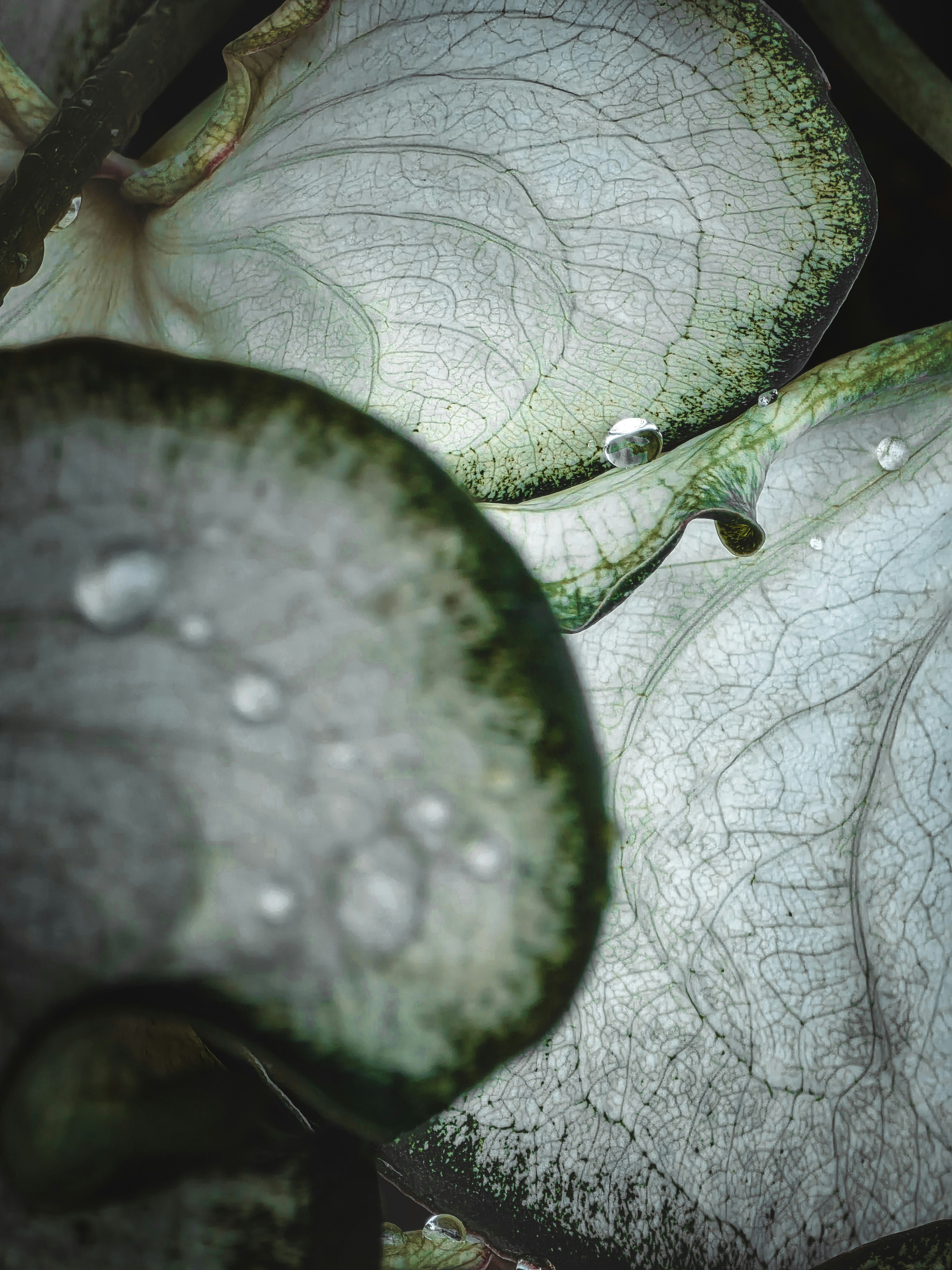 Primer plano de hojas húmedas con venas visibles y gotas de agua. foto ...