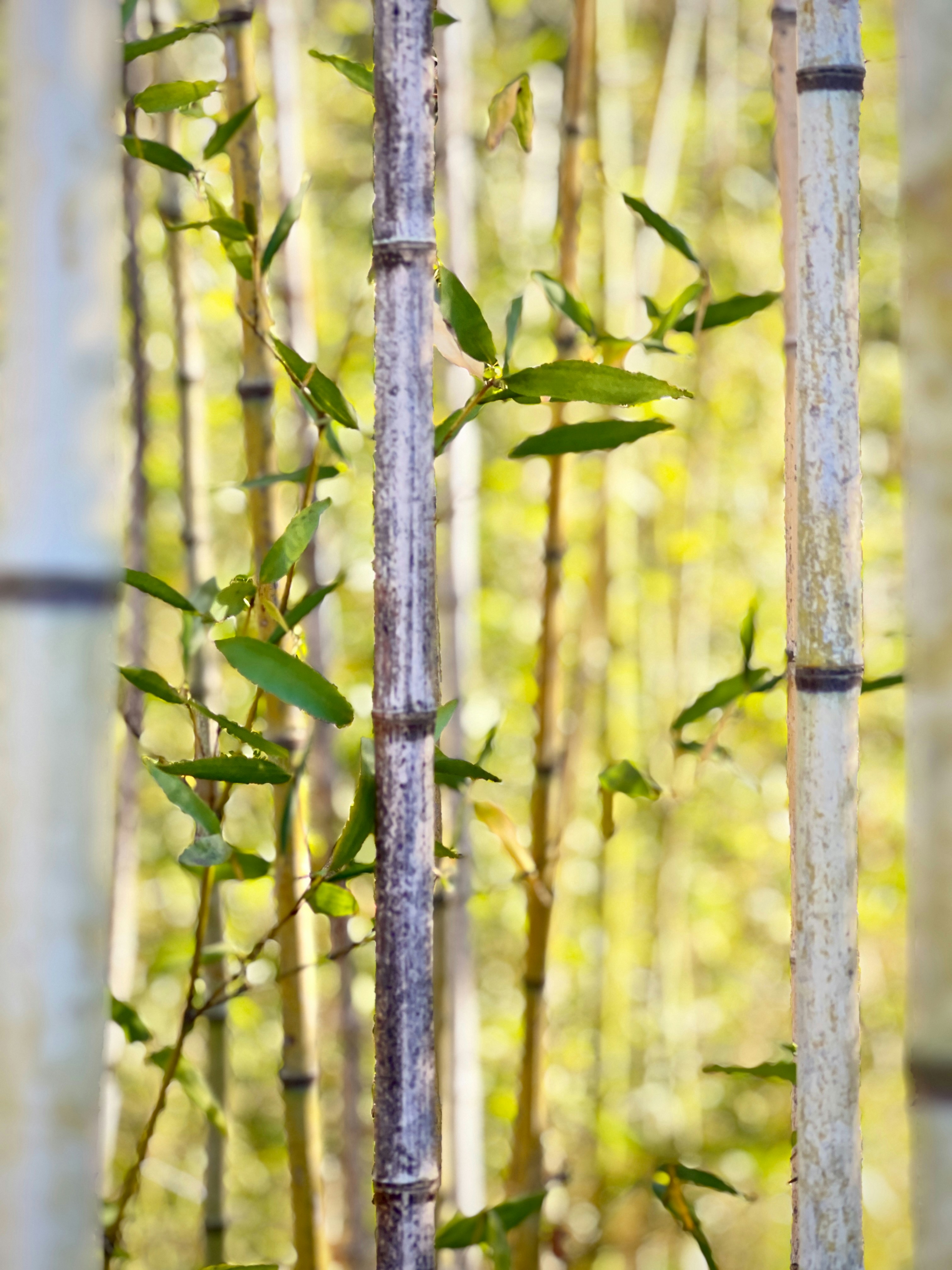 Photo by Leo Liu with Apple iPhone 13 Pro