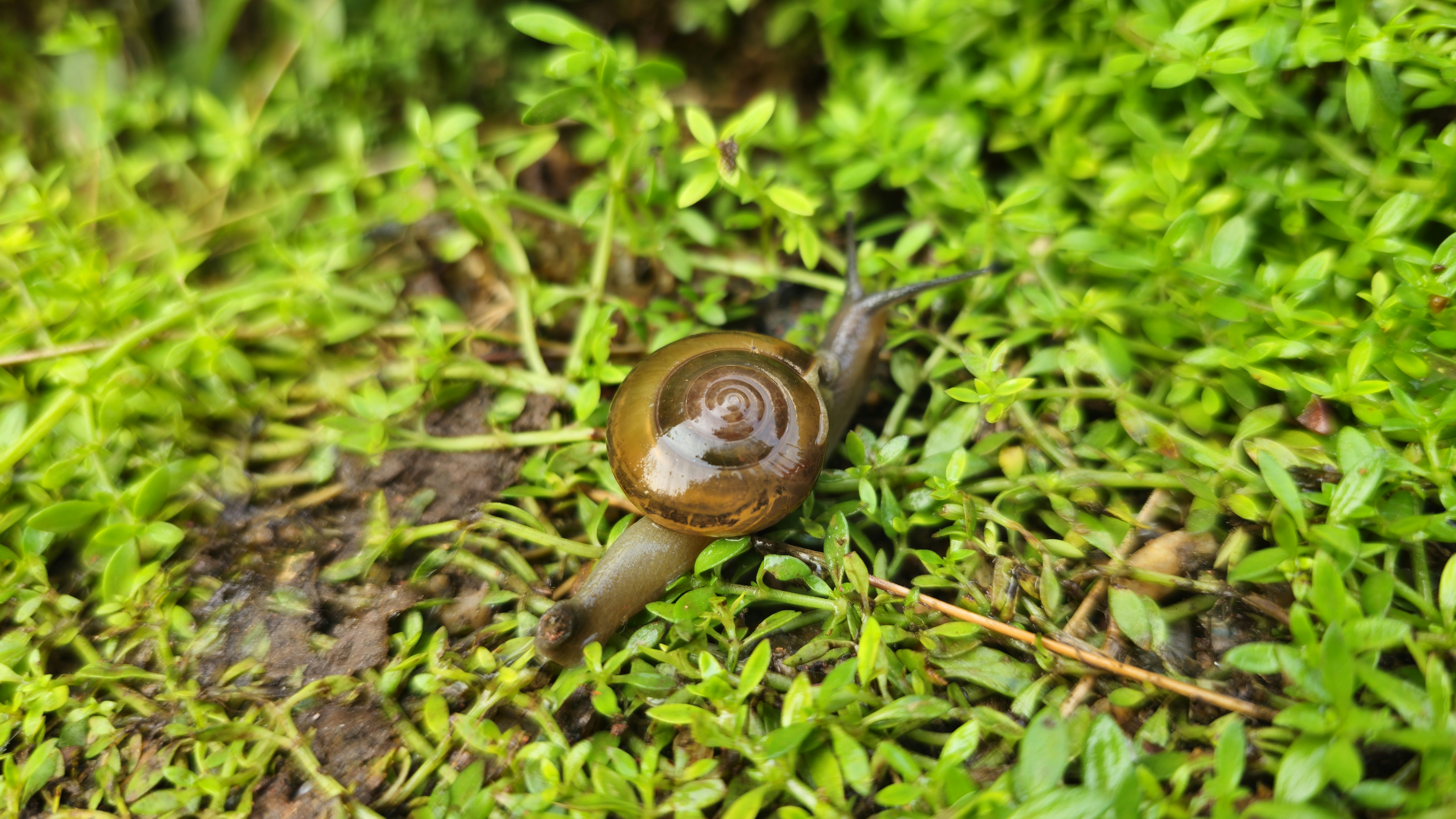 Snail helps a tiny ant