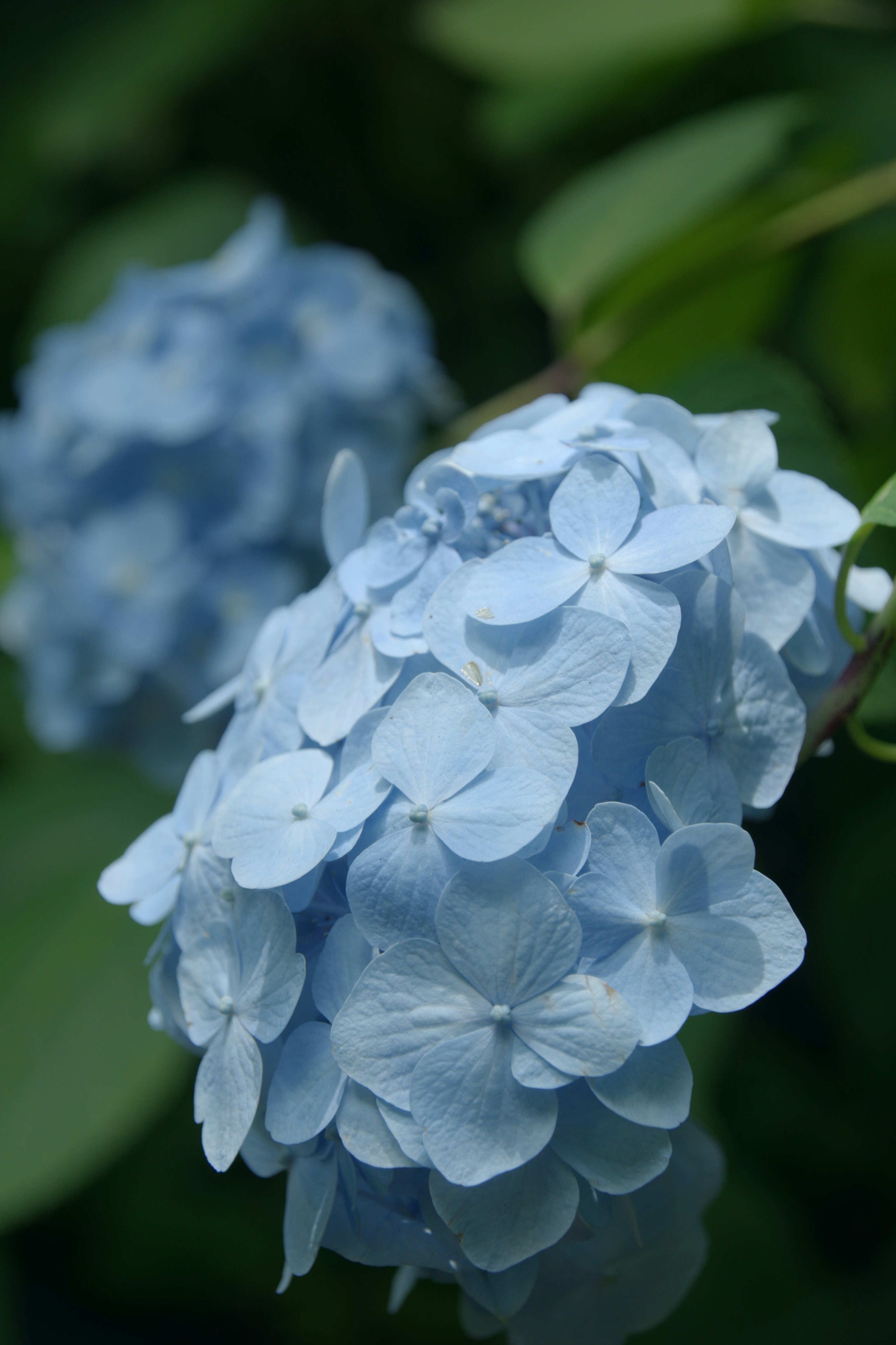 Light blue hydrangea
