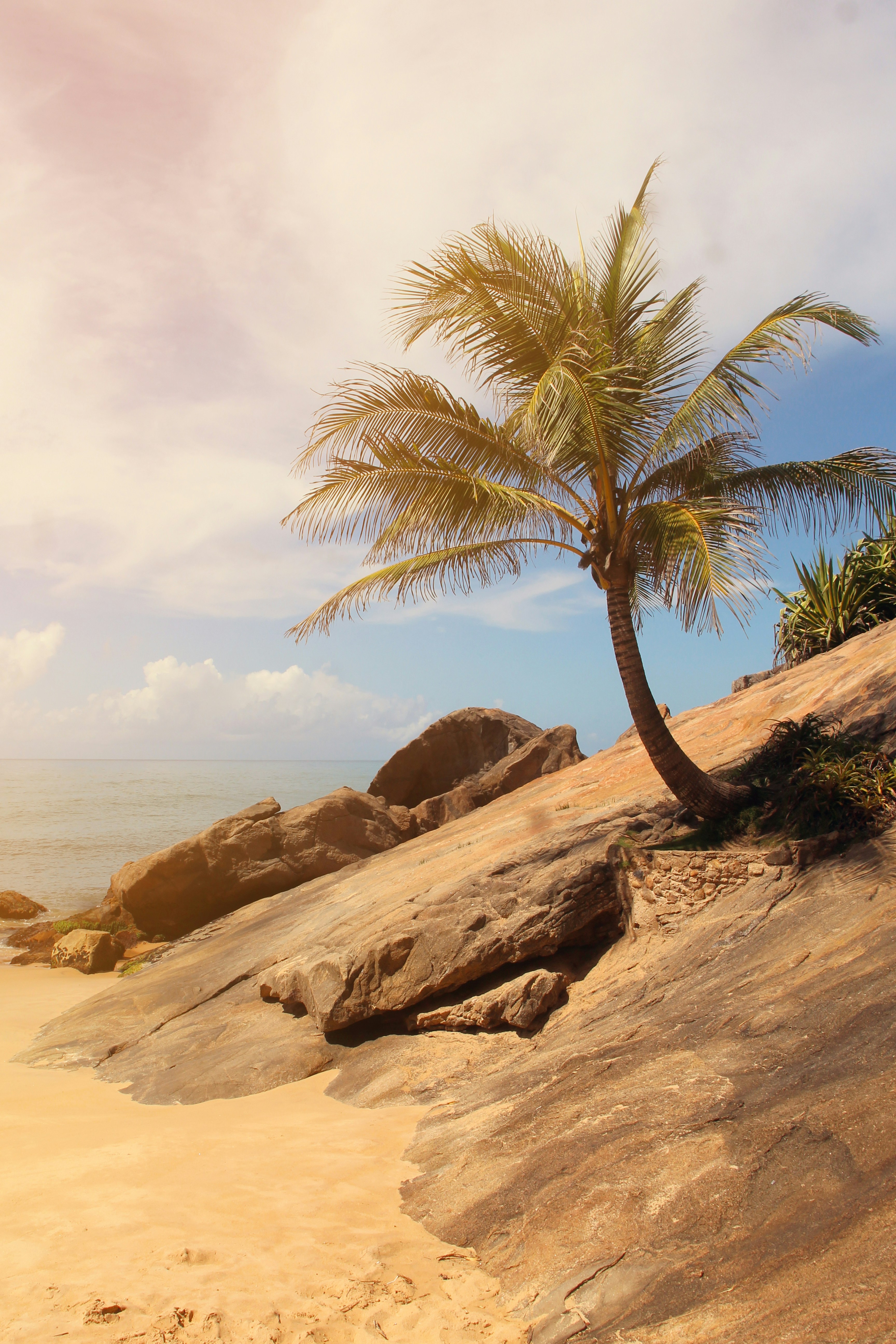Palme an einem felsigen Strand unter sonnigem Himmel Foto – Kostenloses ...