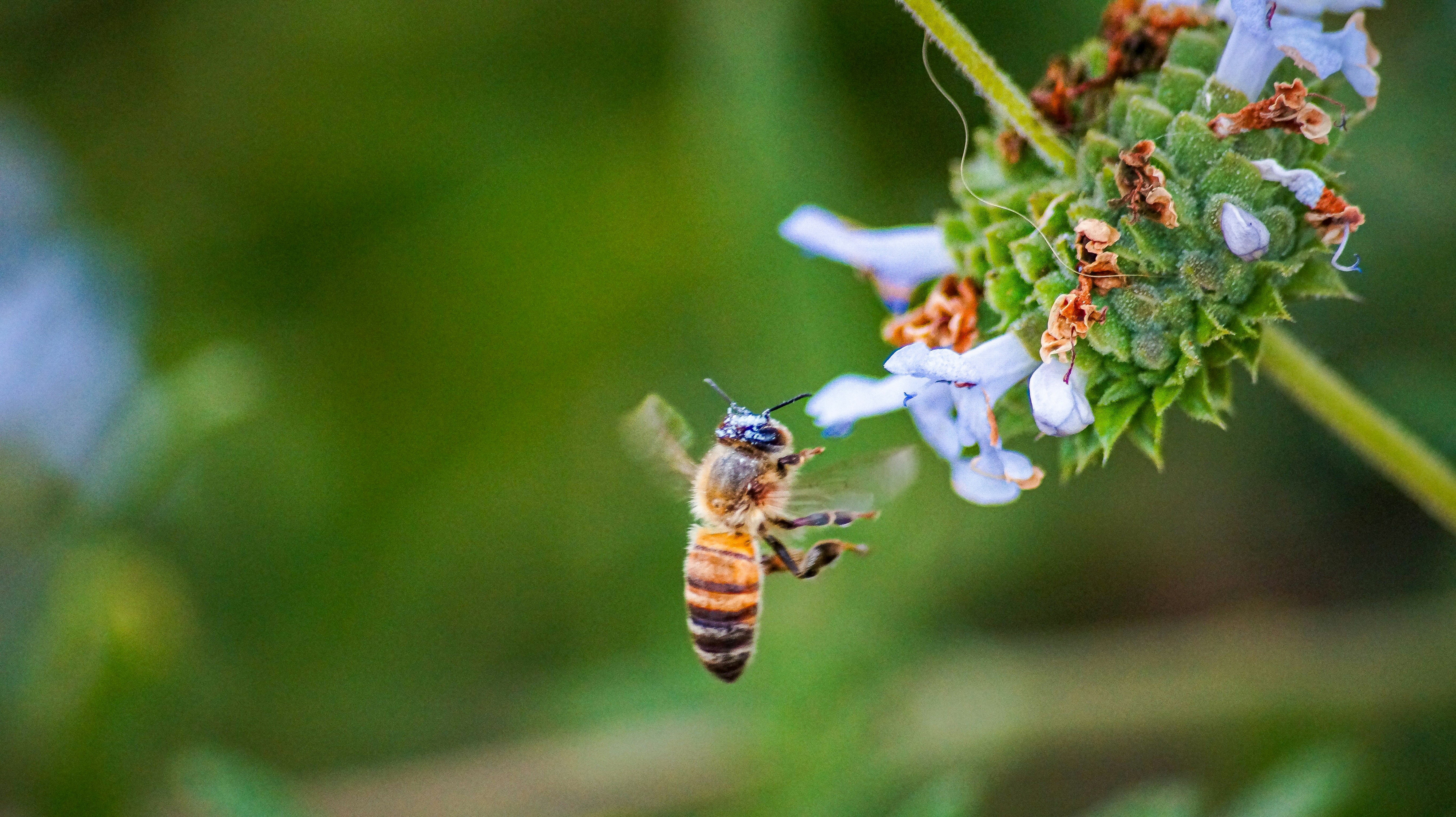 Buzzing Target: A Drone-like Bee In Flight Toward Violet Blooms