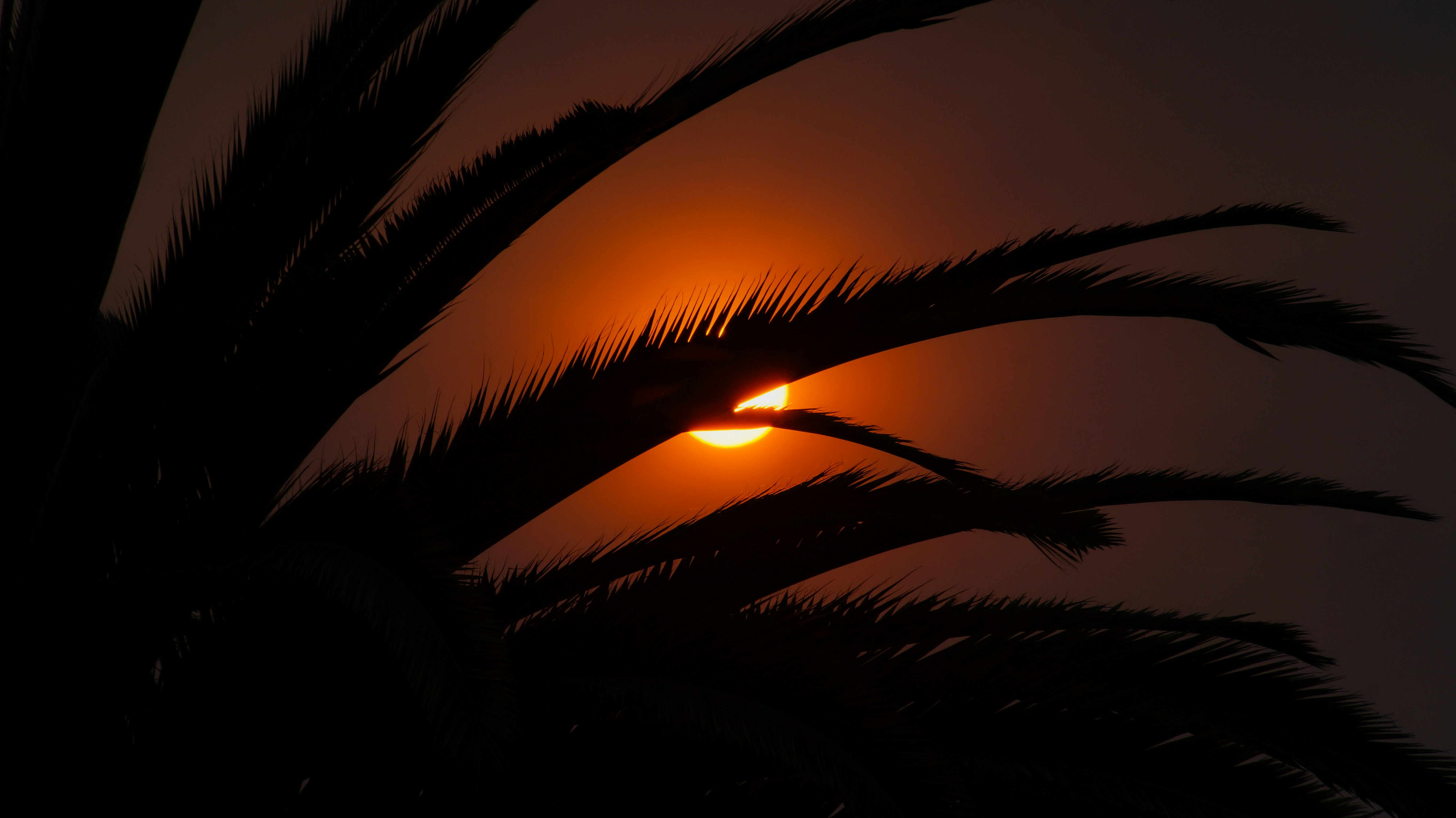 Fiery Horizon Through Palm Silhouettes