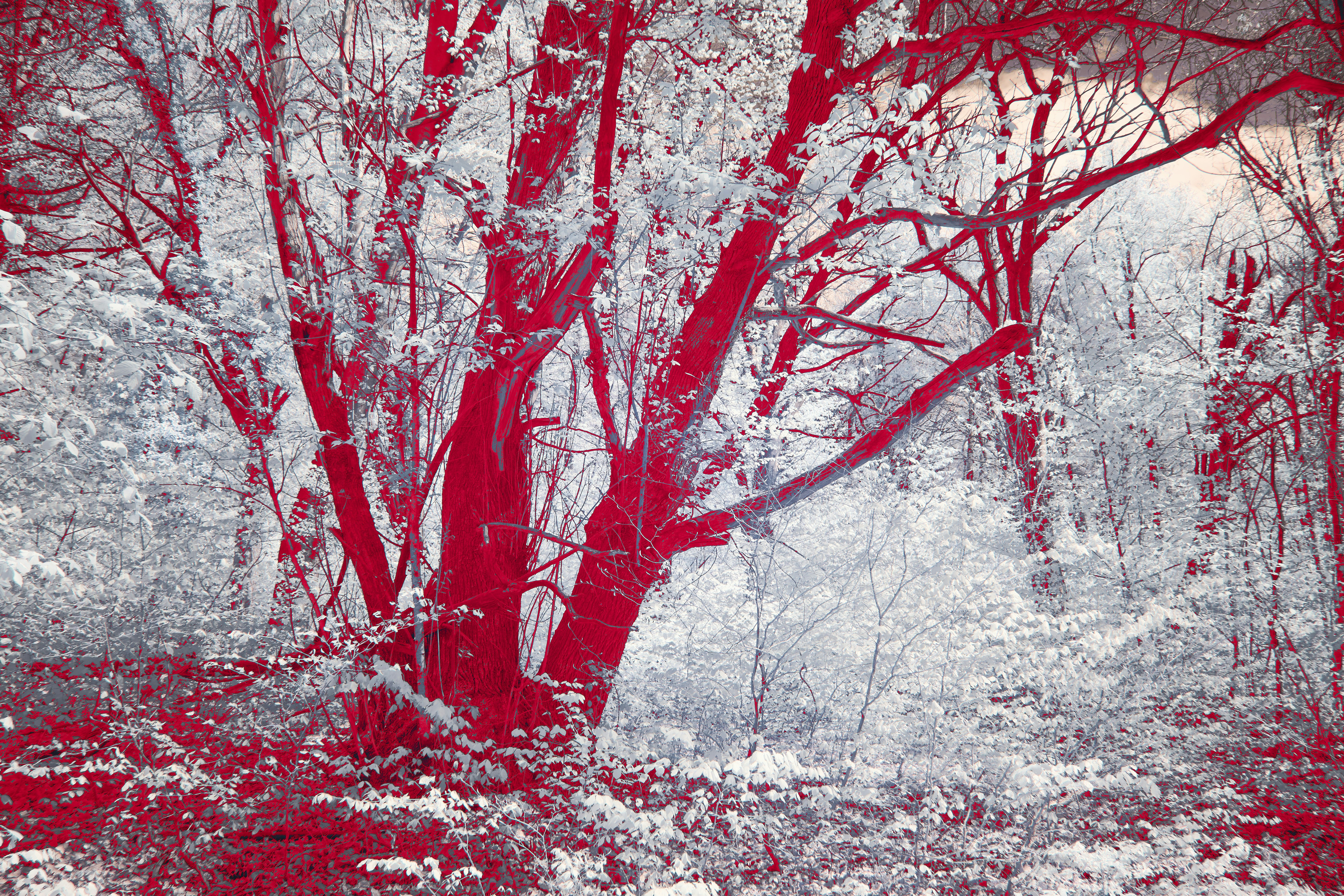 Photo by Wolfgang Hasselmann with Sony Alpha 7 IV