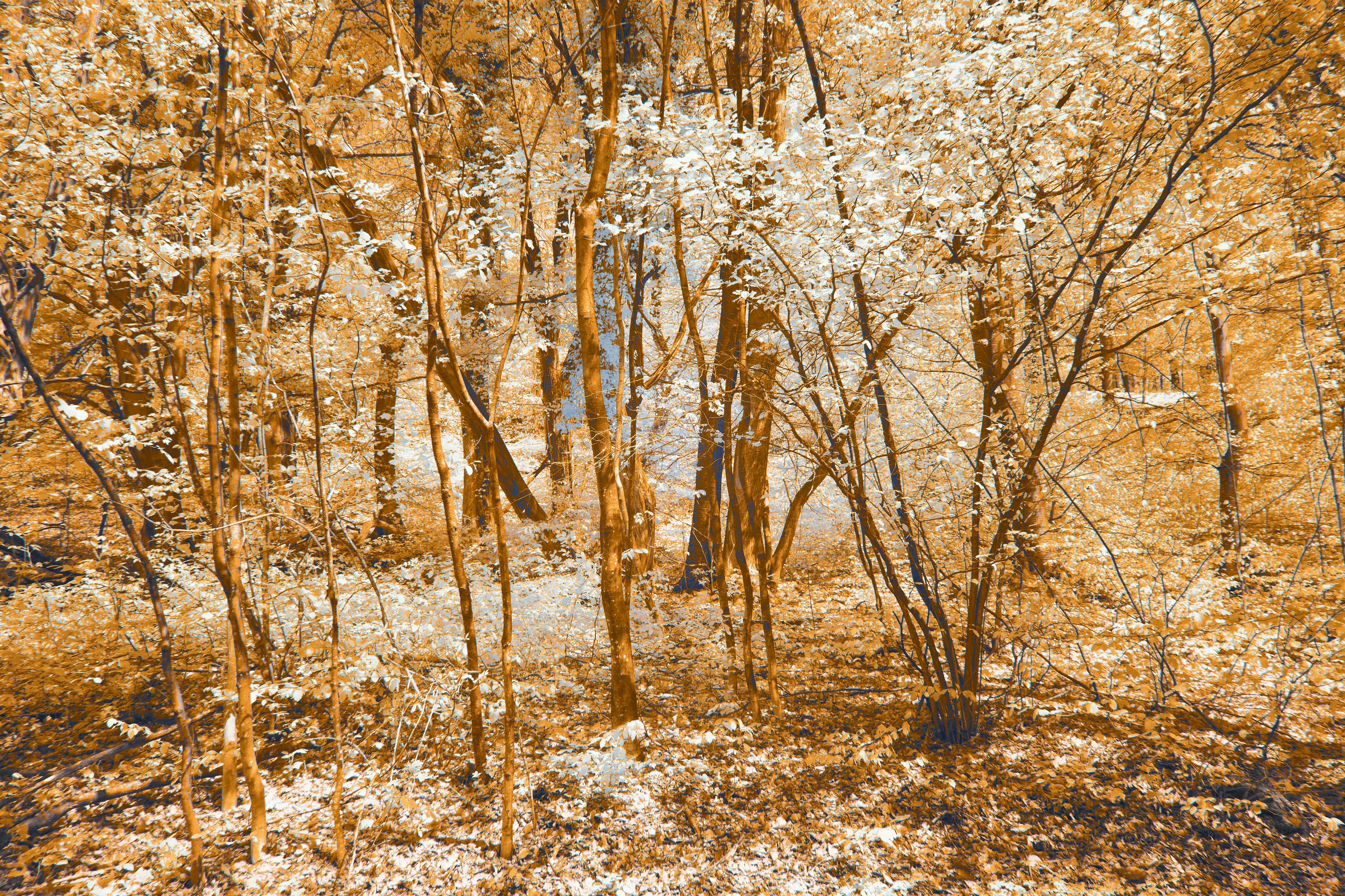 Photo by Wolfgang Hasselmann with Sony Alpha 7 IV