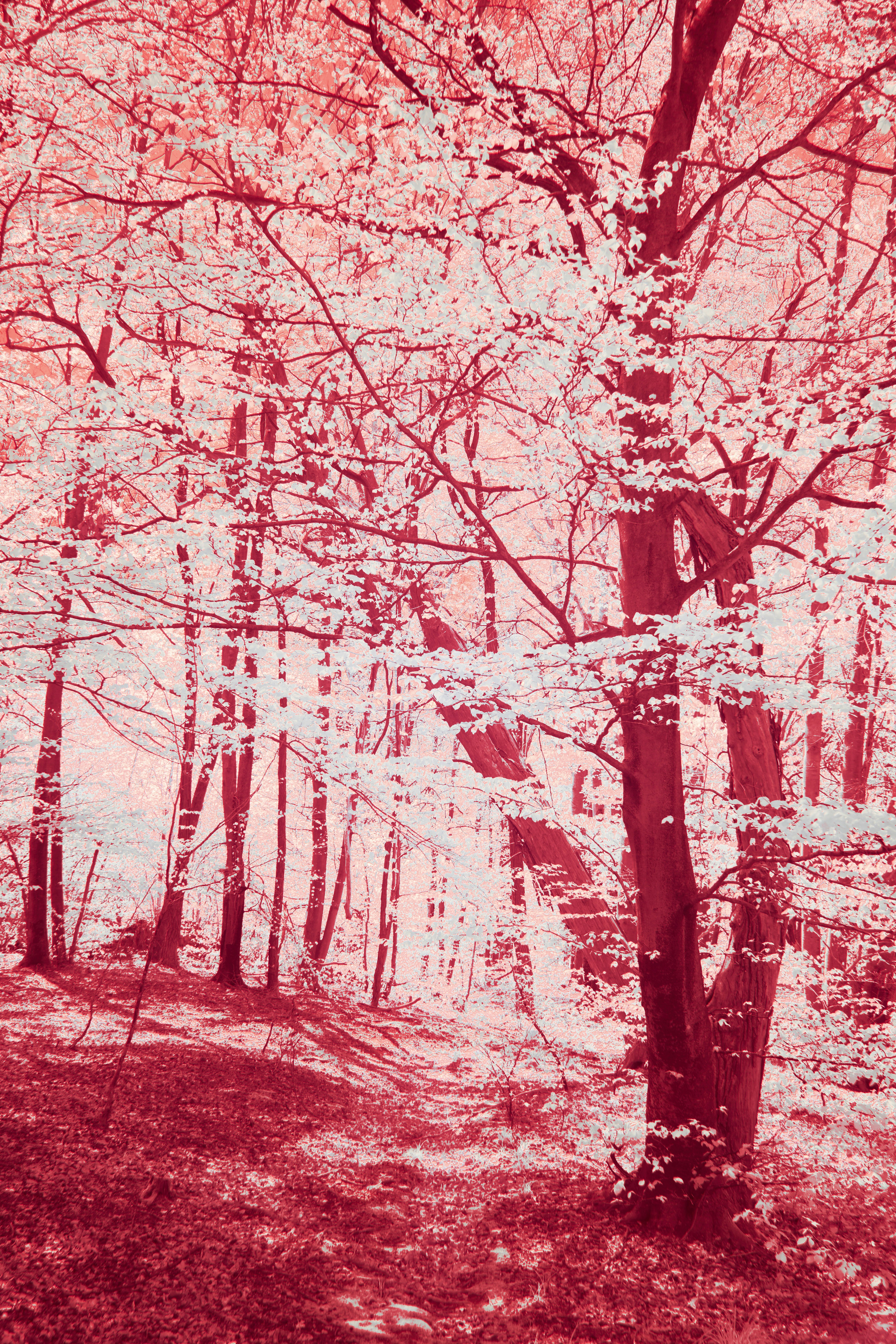 Photo by Wolfgang Hasselmann with Sony Alpha 7 IV