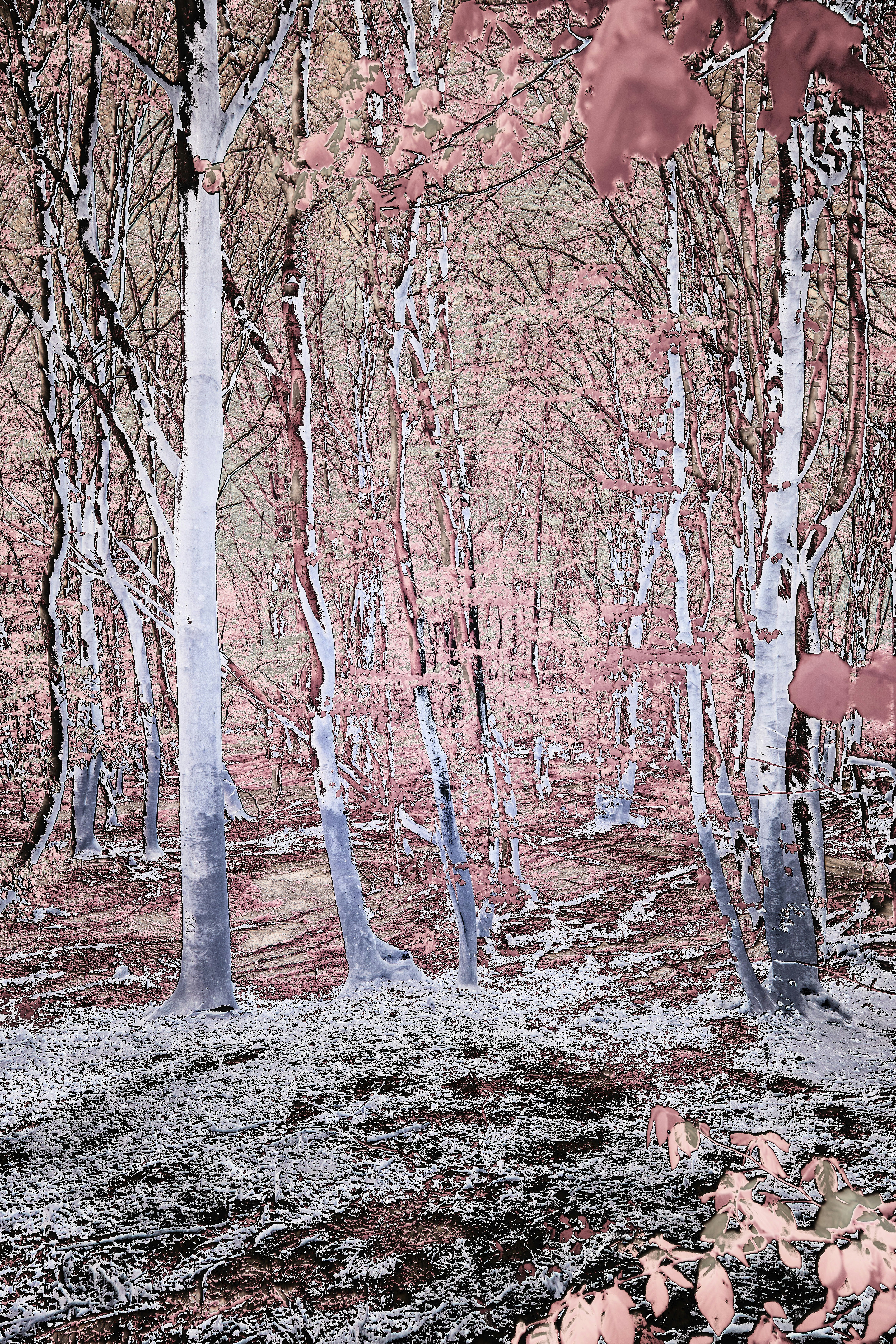 Photo by Wolfgang Hasselmann with Sony Alpha 7 IV