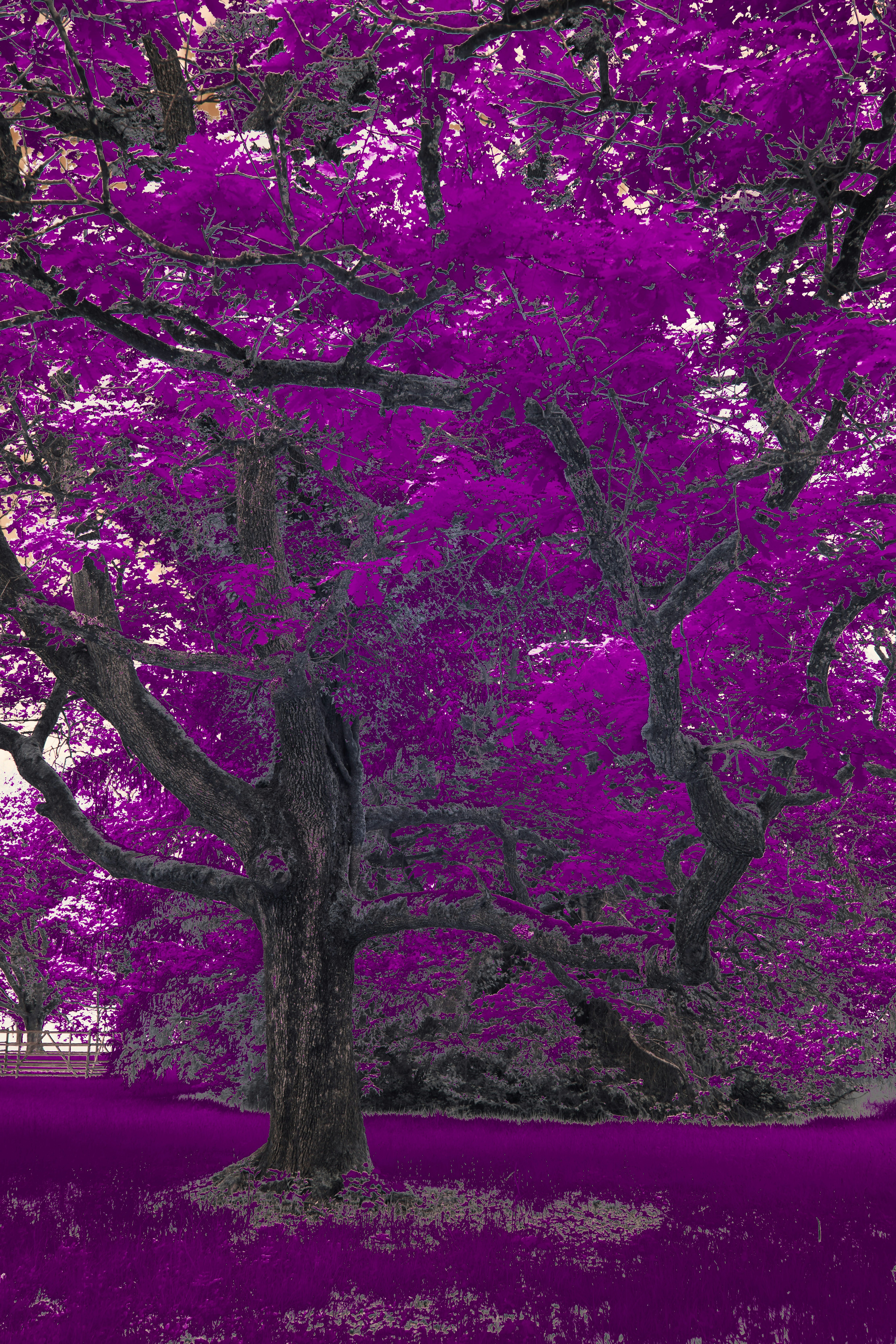 Crimson Canopy: A Vivid Arc of Ancient Oaks