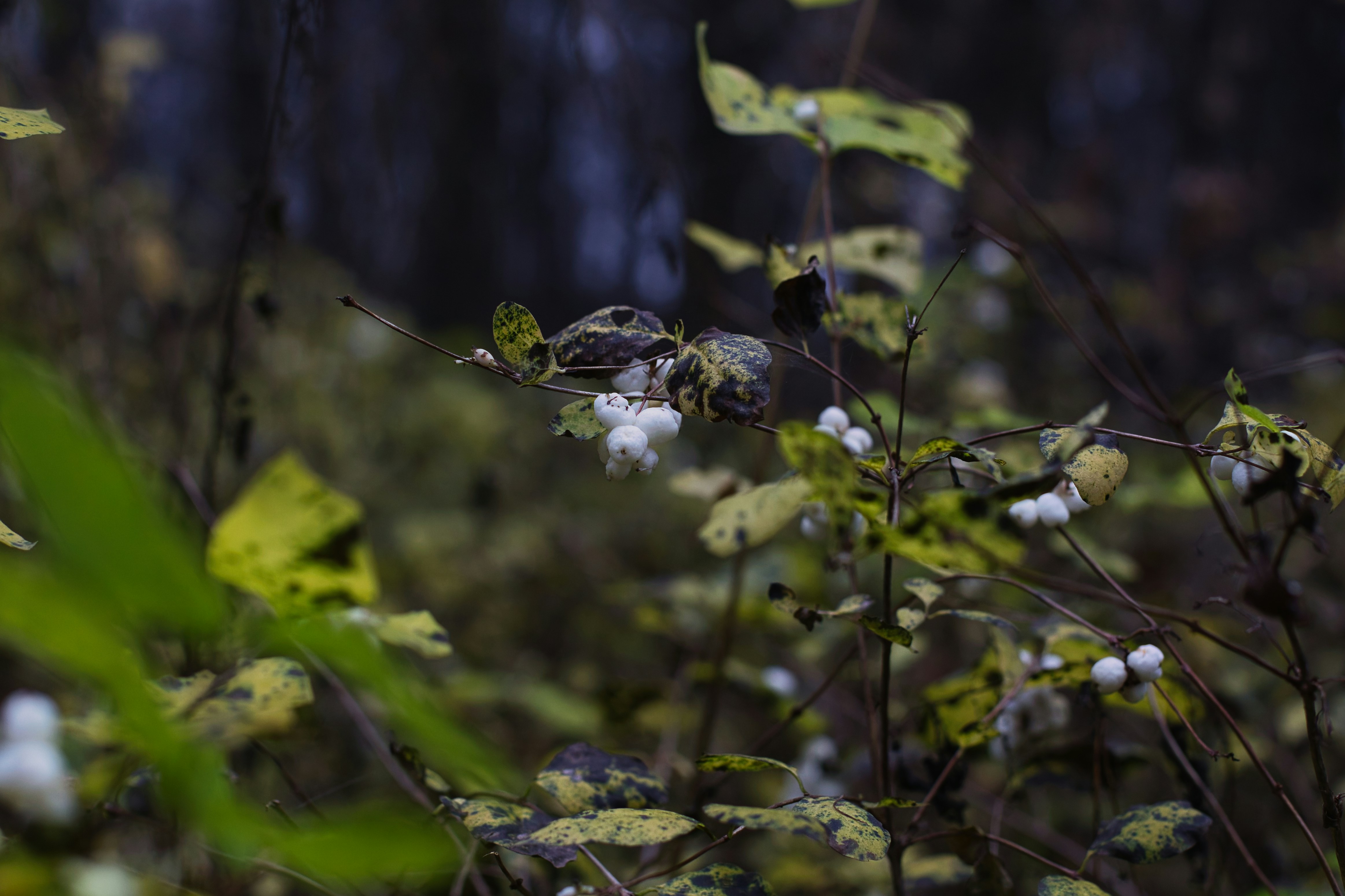 Photo by Aleksandr Isaev with Canon EOS 6D