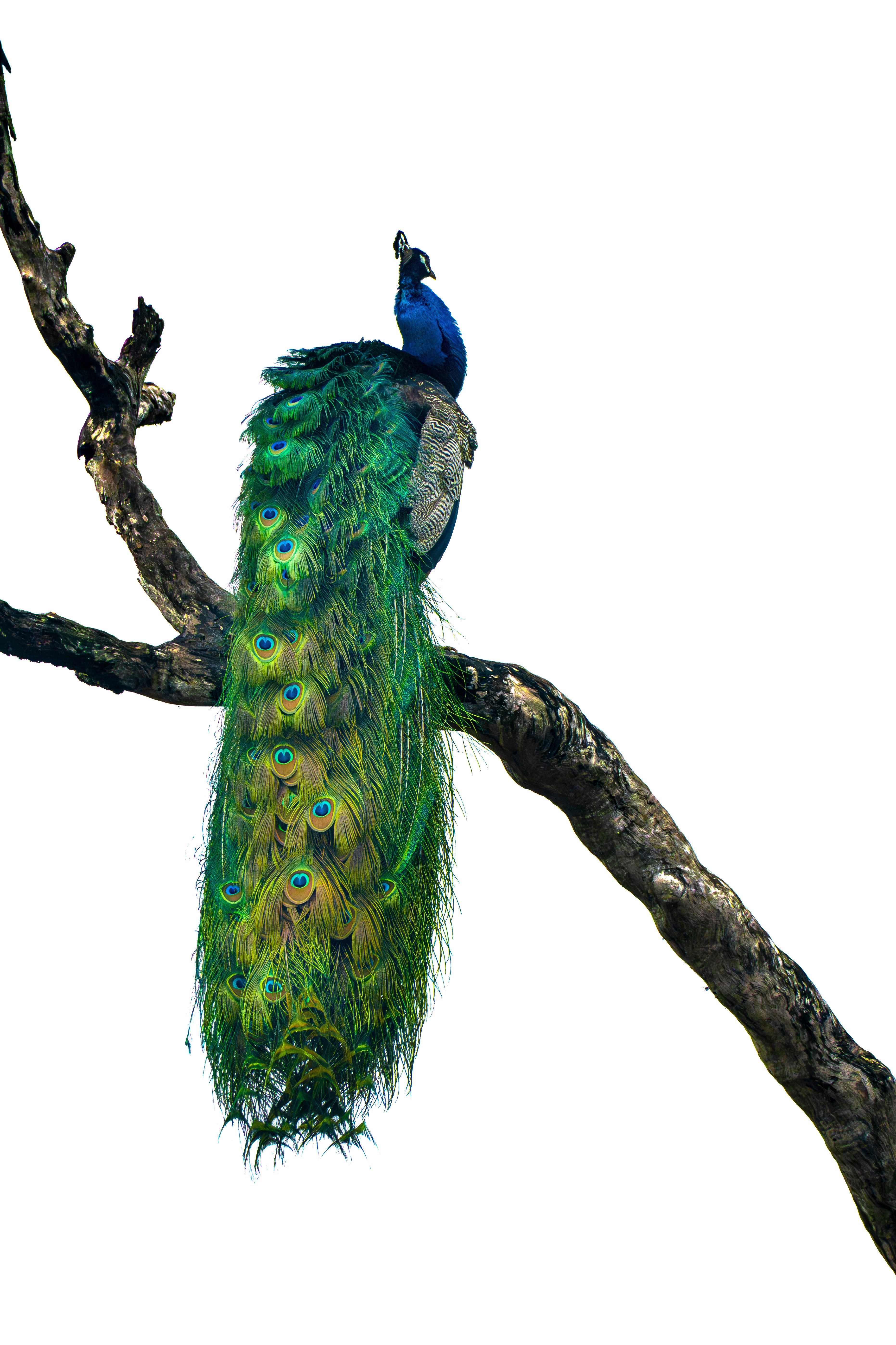 Emerald Tail on a Weathered Branch: Portrait of a Peacock in Profile