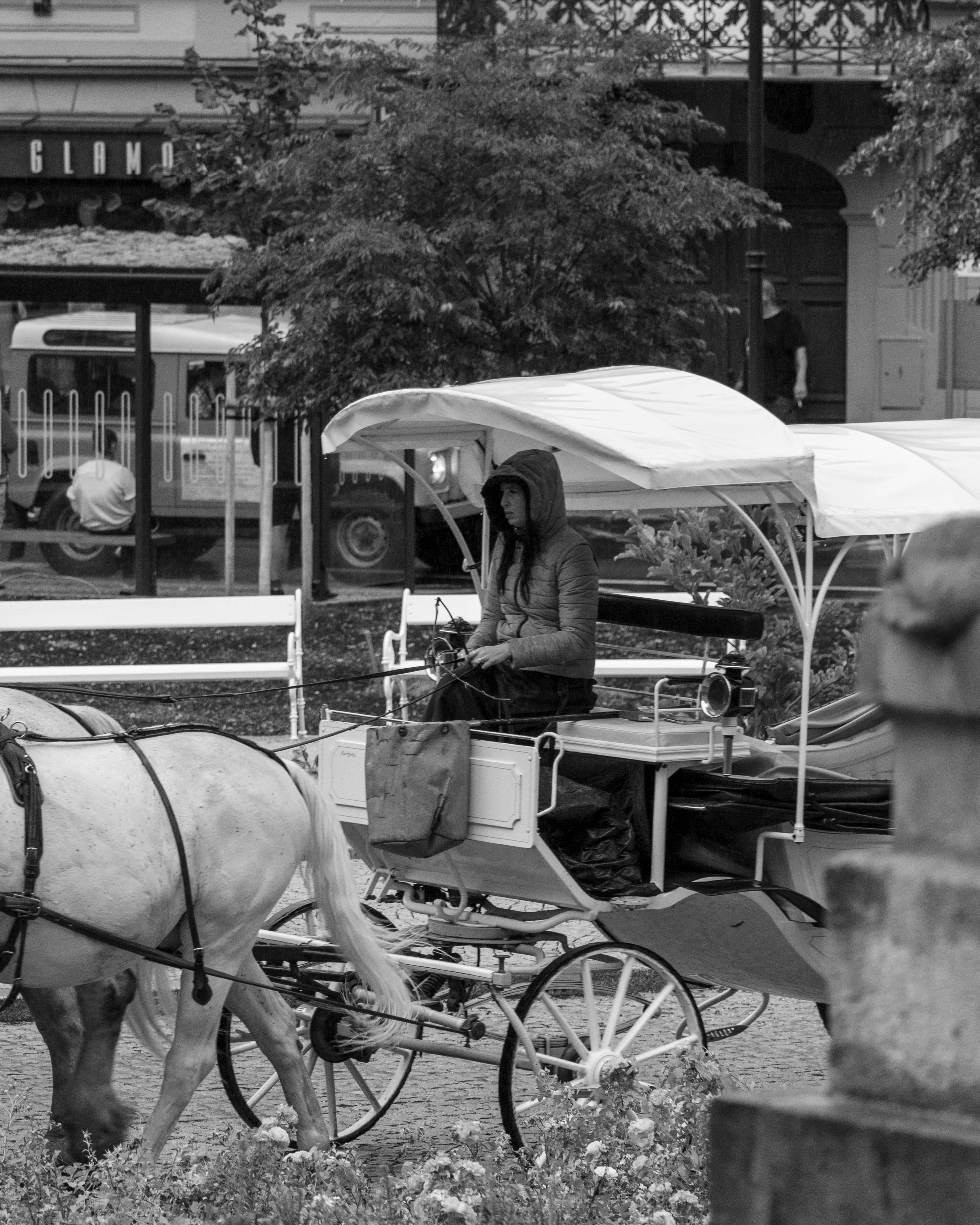 Midtown Carriage: A Quiet Portrait Under the Canopy