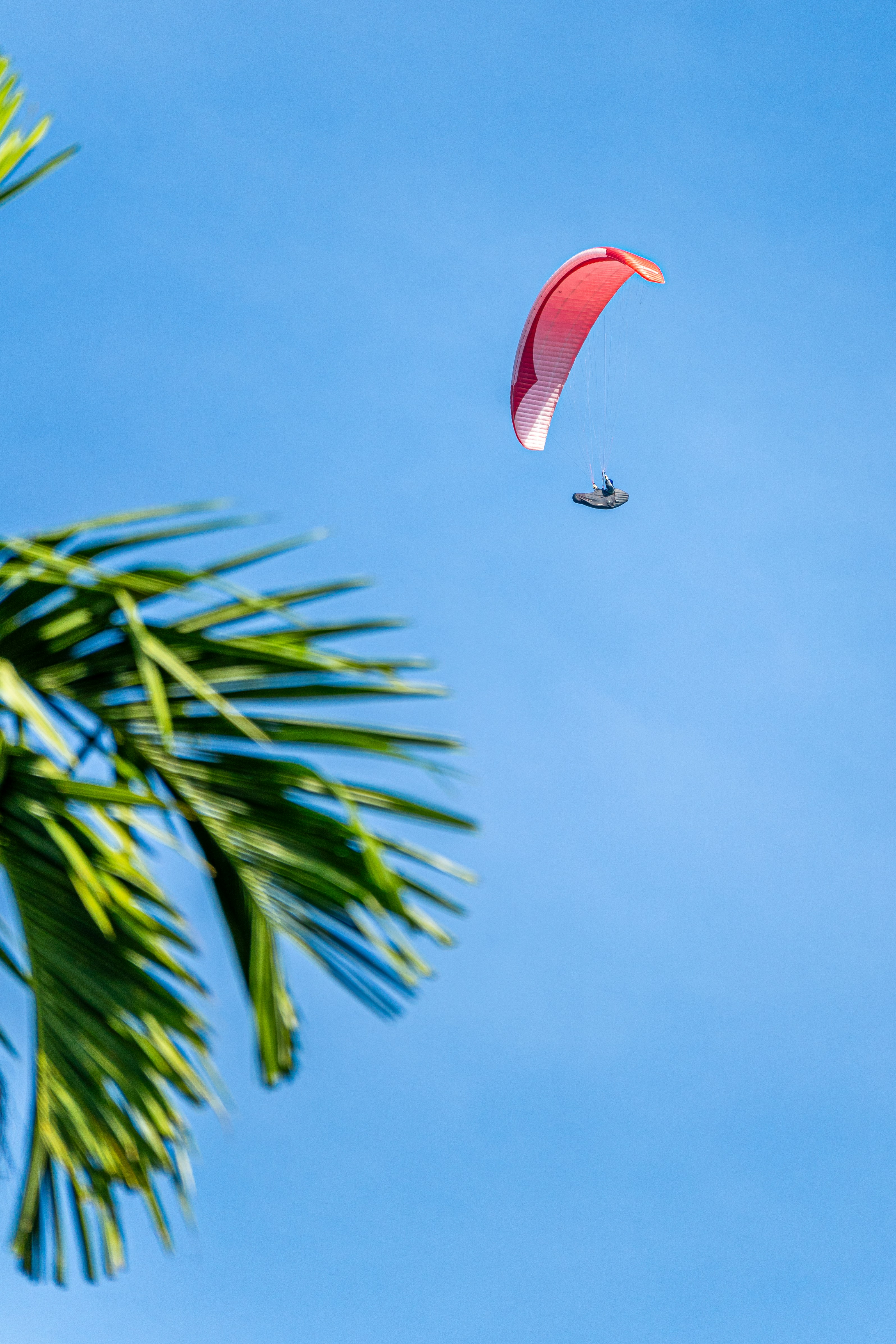 Crimson Paraglider Sails Above a Powder-Blue Sky, Framed by Palm Fronds