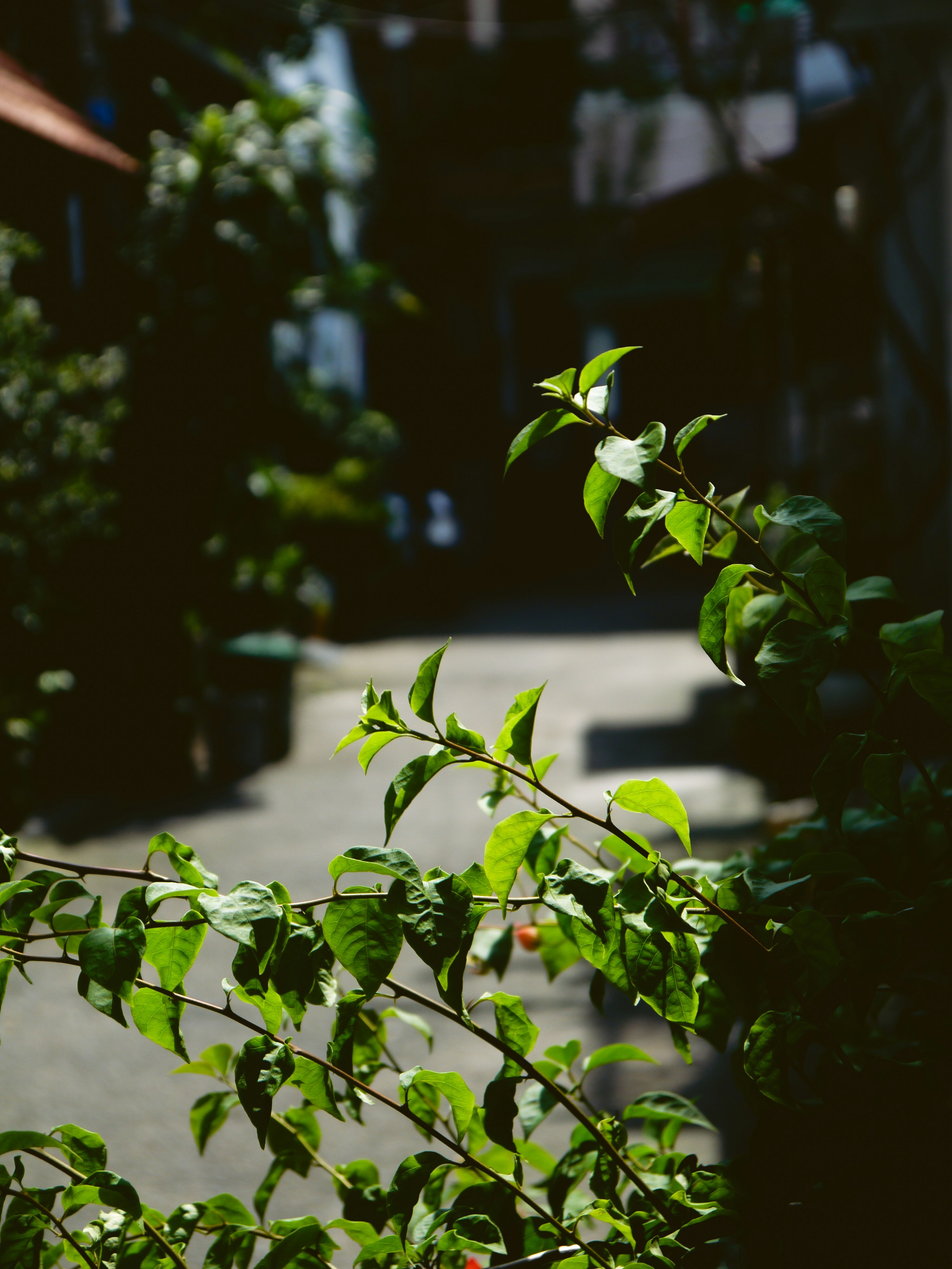 Green leaves in front of a blurred alleyway.