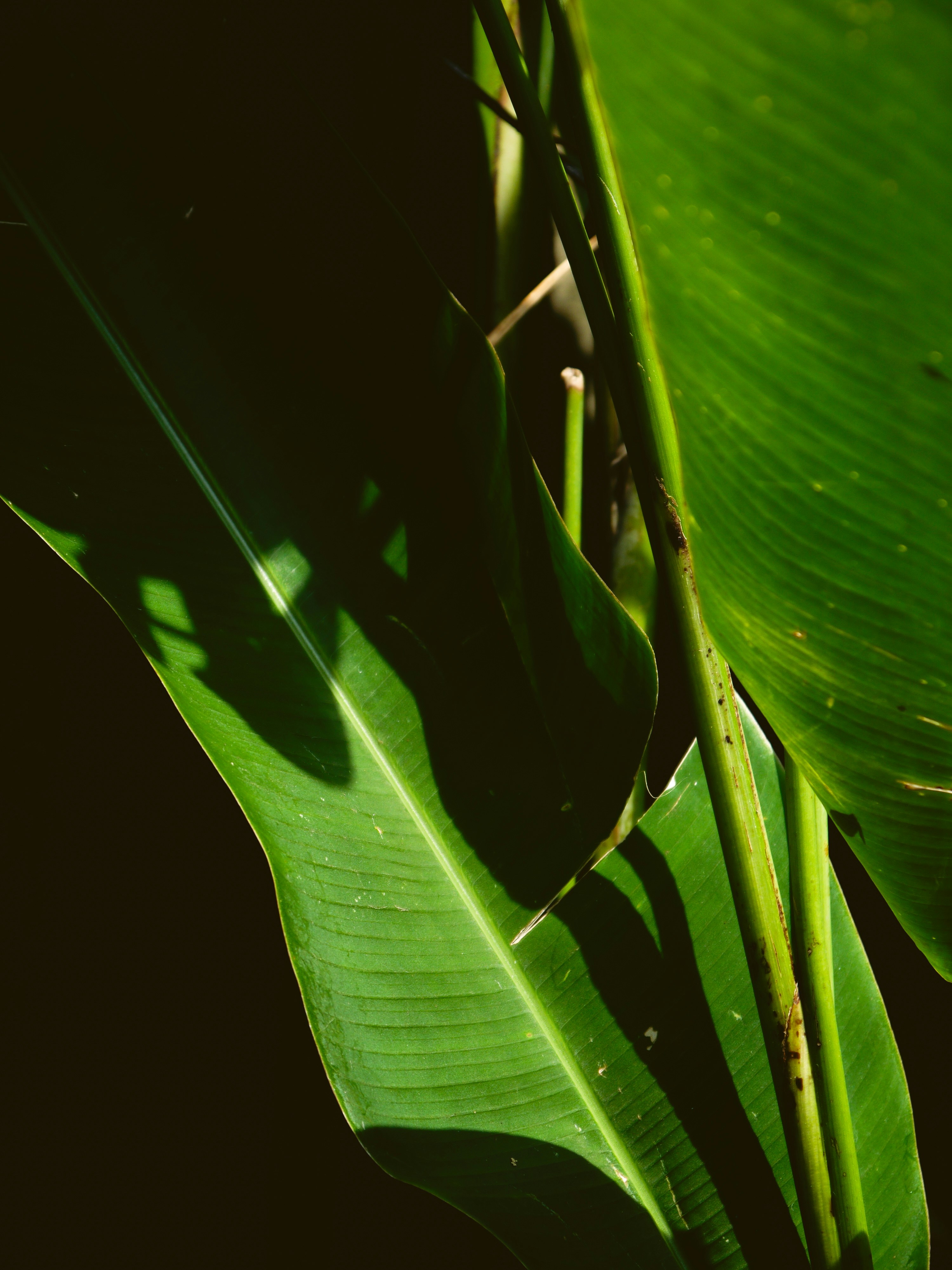 Close-up of lush green tropical leaves with shadows.