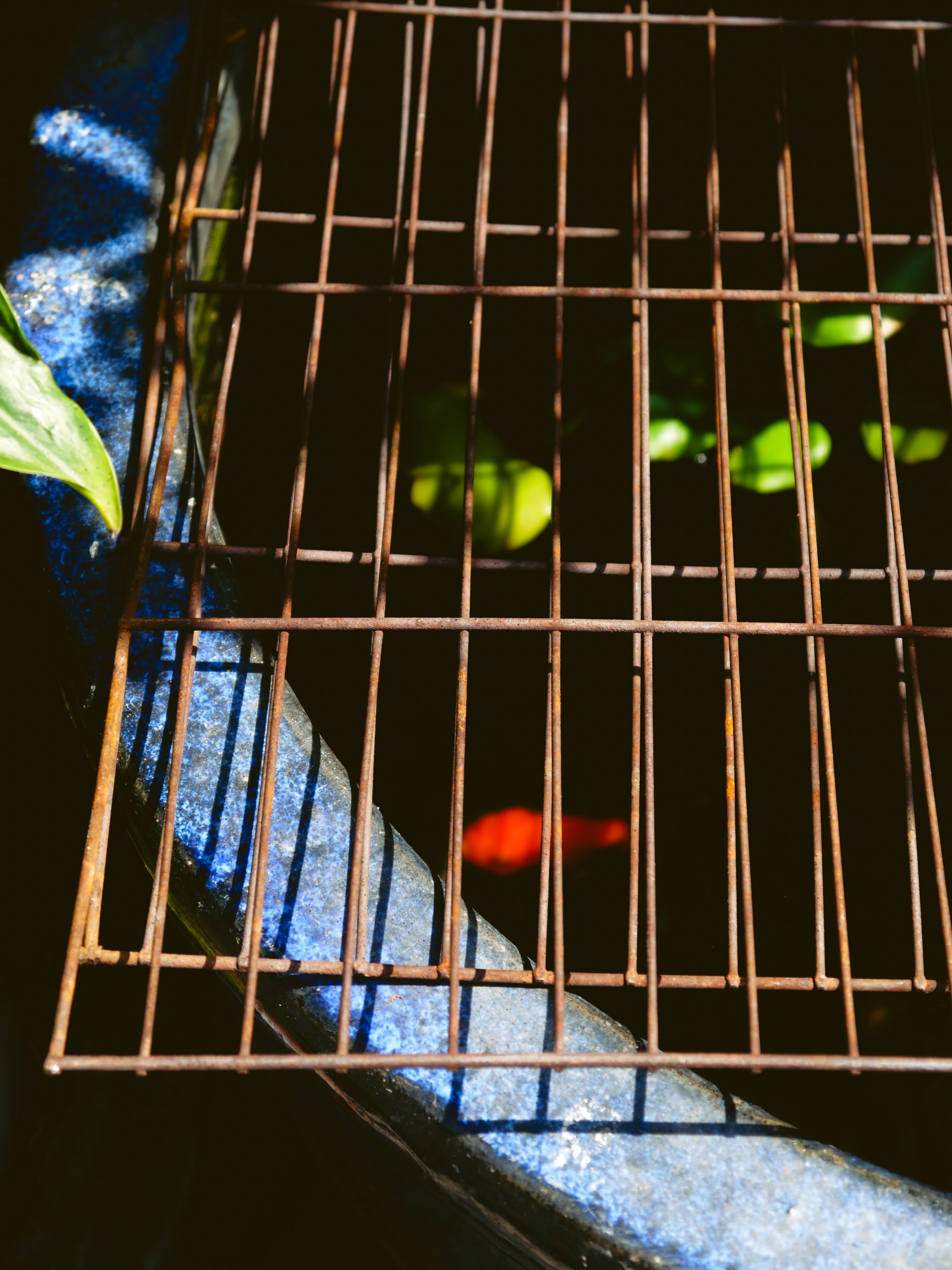 Rusty grill grate over a pond with fish