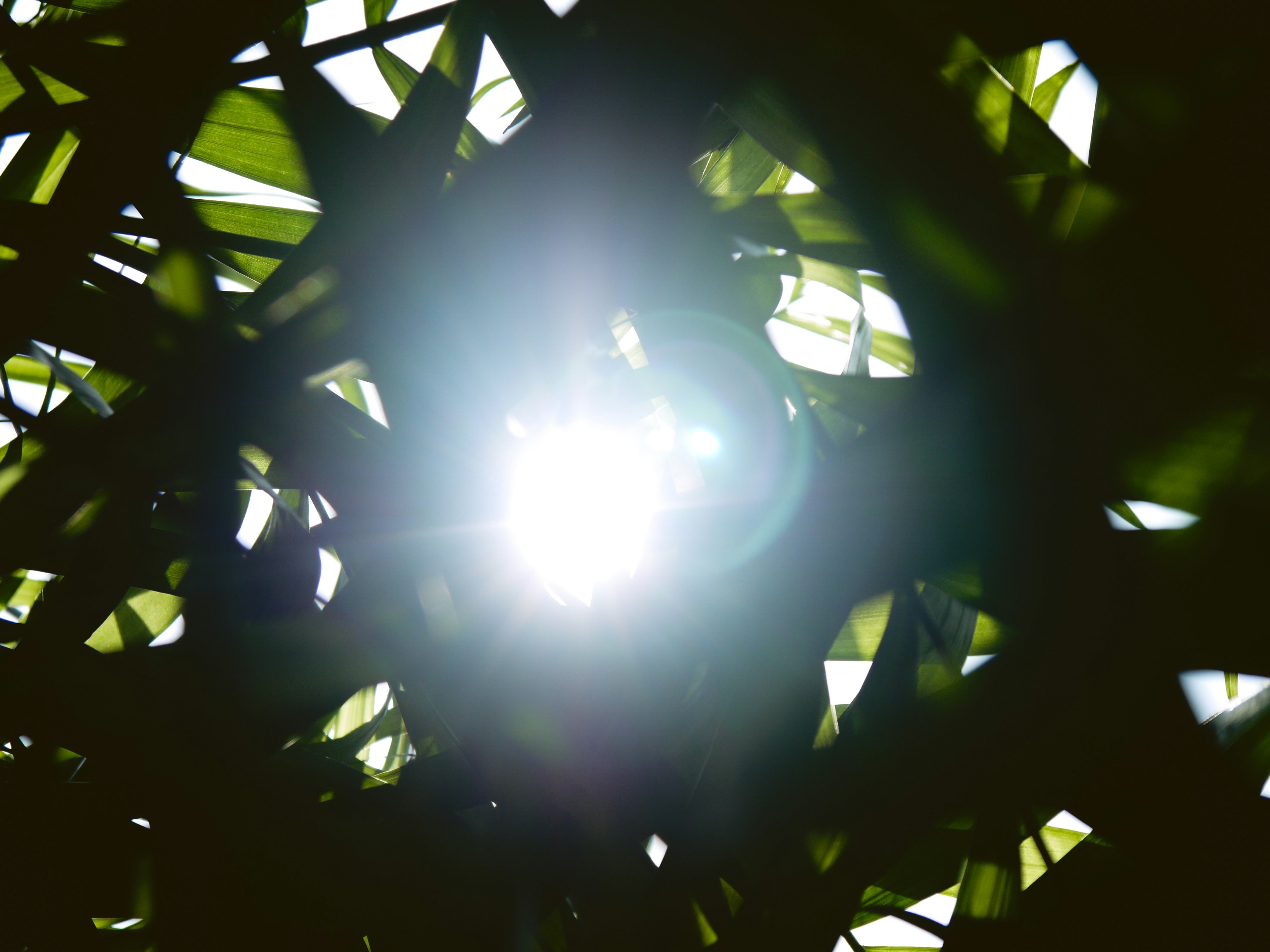 Sunlight shining through dark green leaves