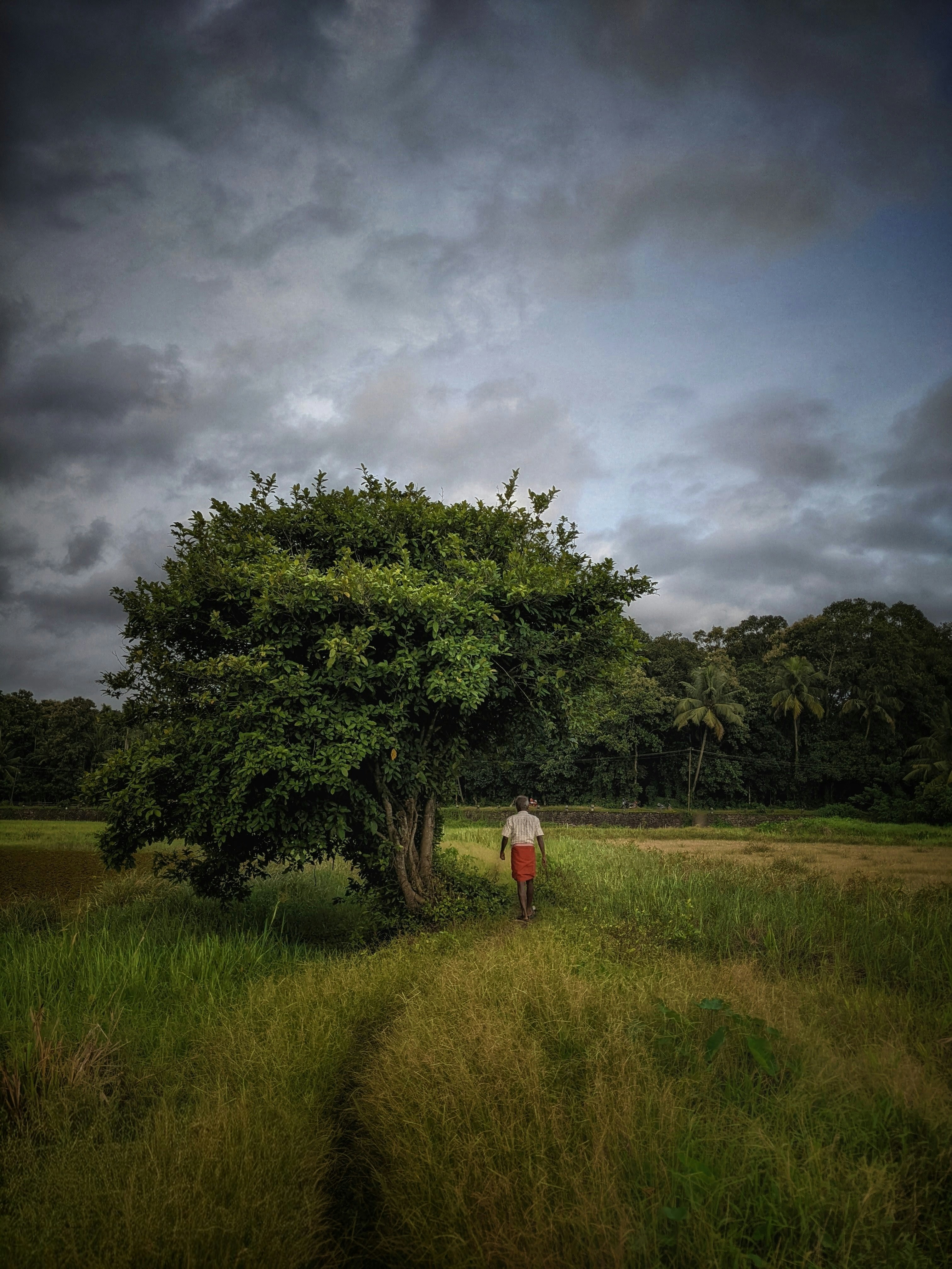 A lone figure stands beside a thick, branching tree in an open field, under a moody, cloud-filled sky.