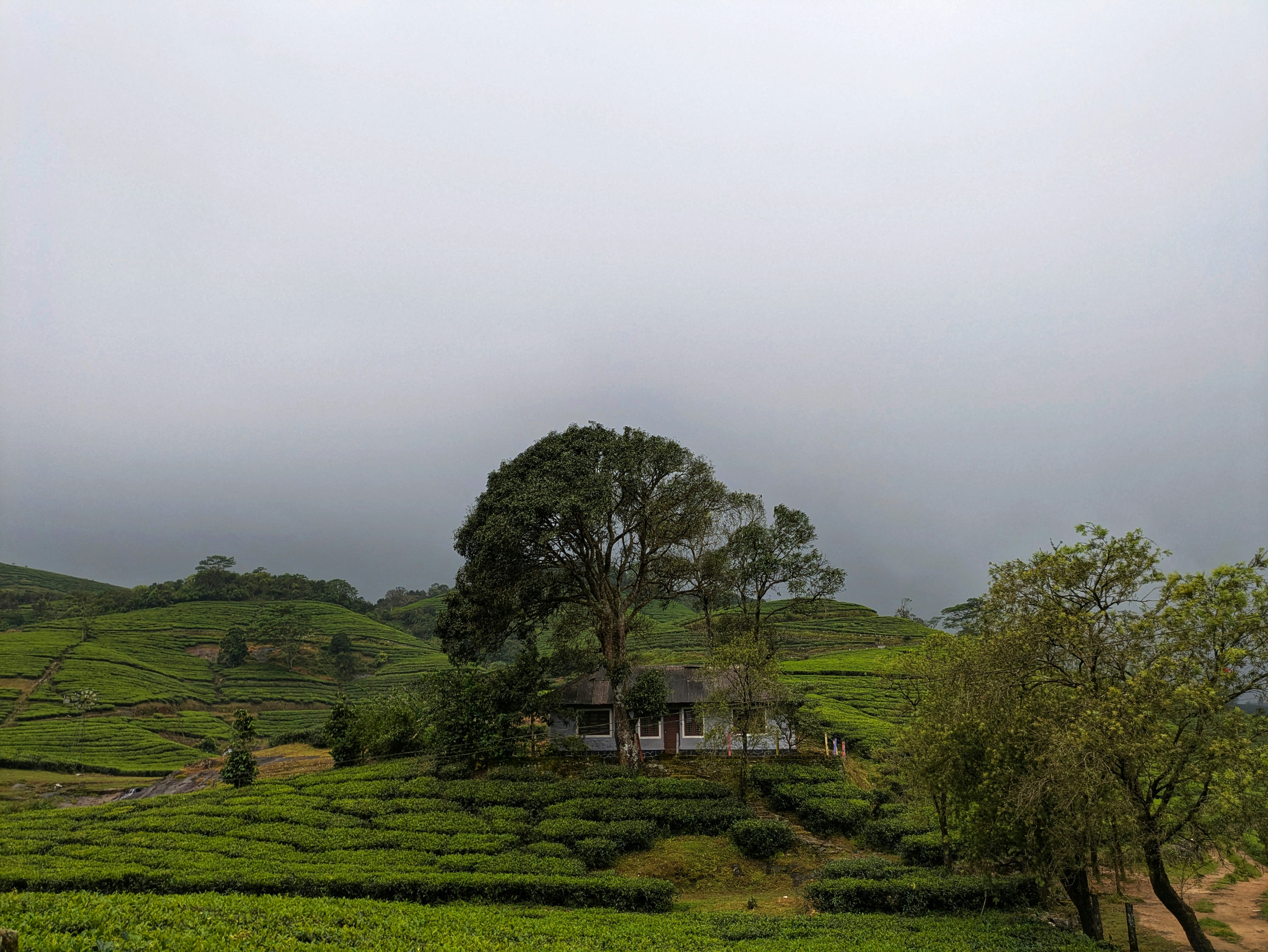 Terraced tea fields surround a small cottage with a large central tree, under a soft, overcast sky.