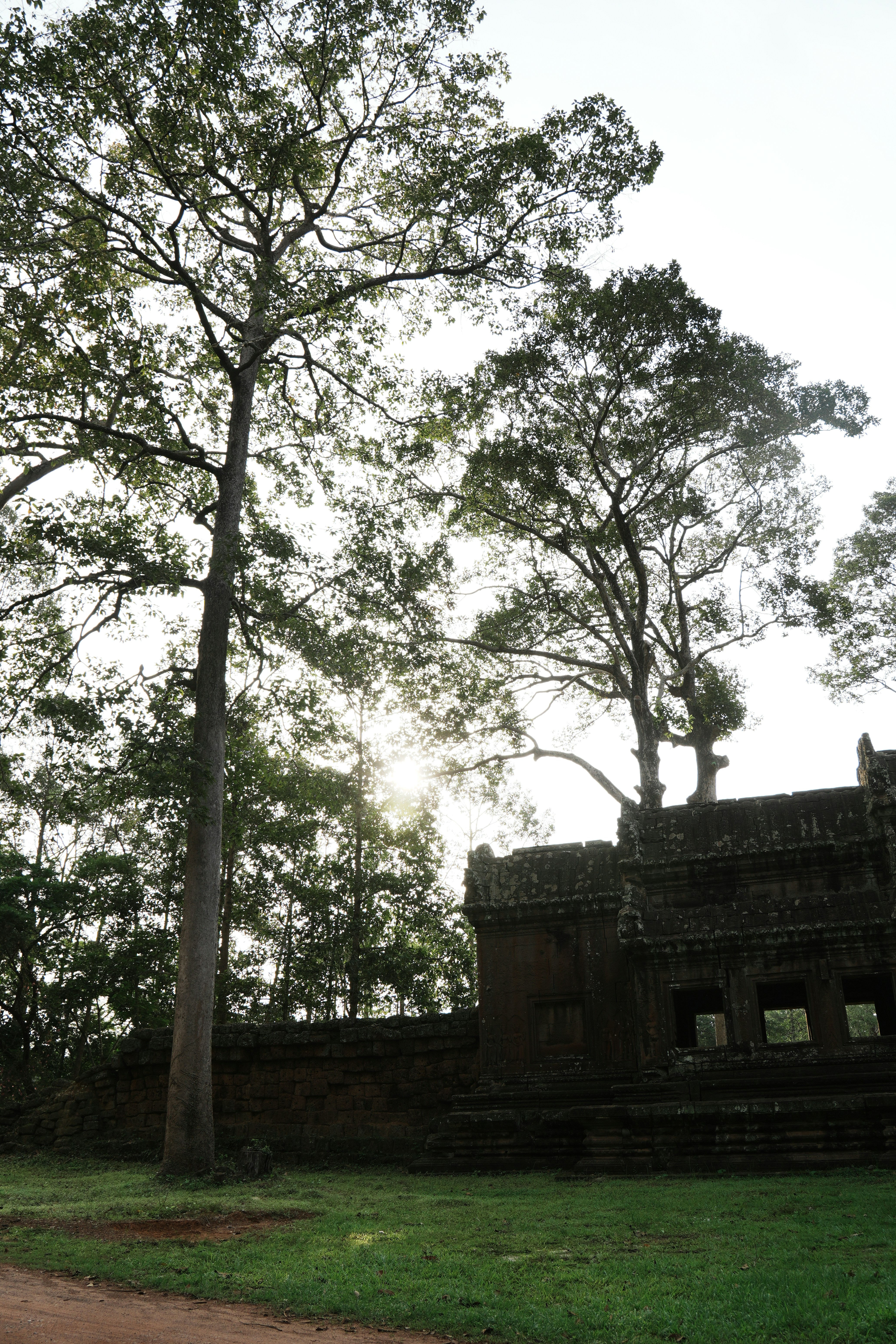 Dawn Between Stone and Sky: A Temple Gate Framed by Towering Trees