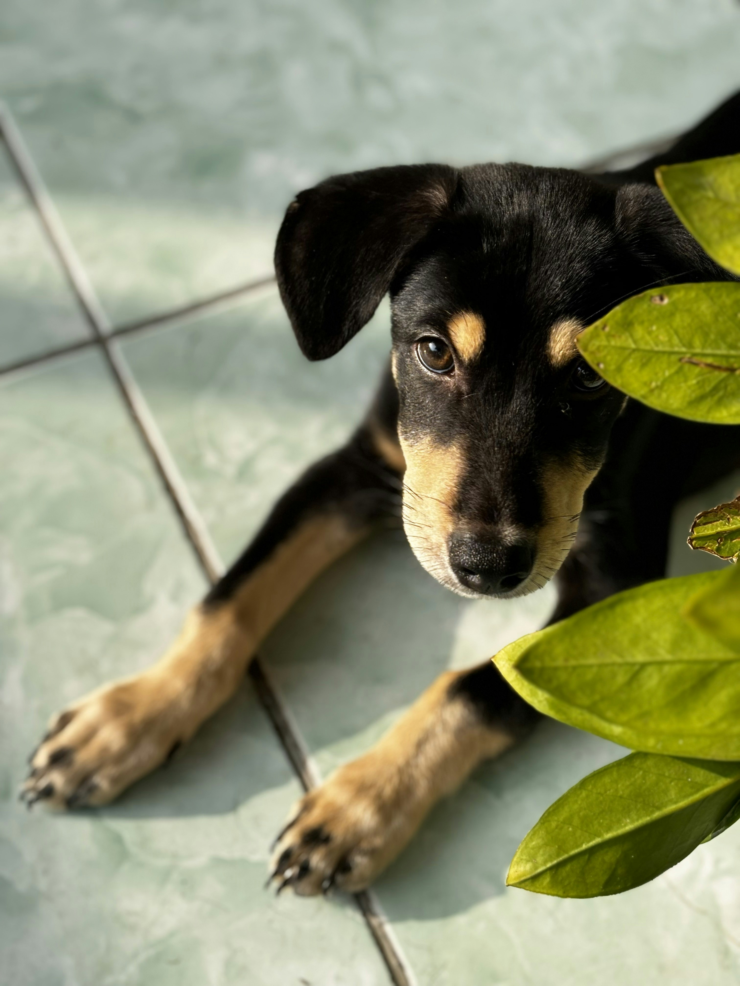 Eyes in the Light: A Curious Pup on Green Tile