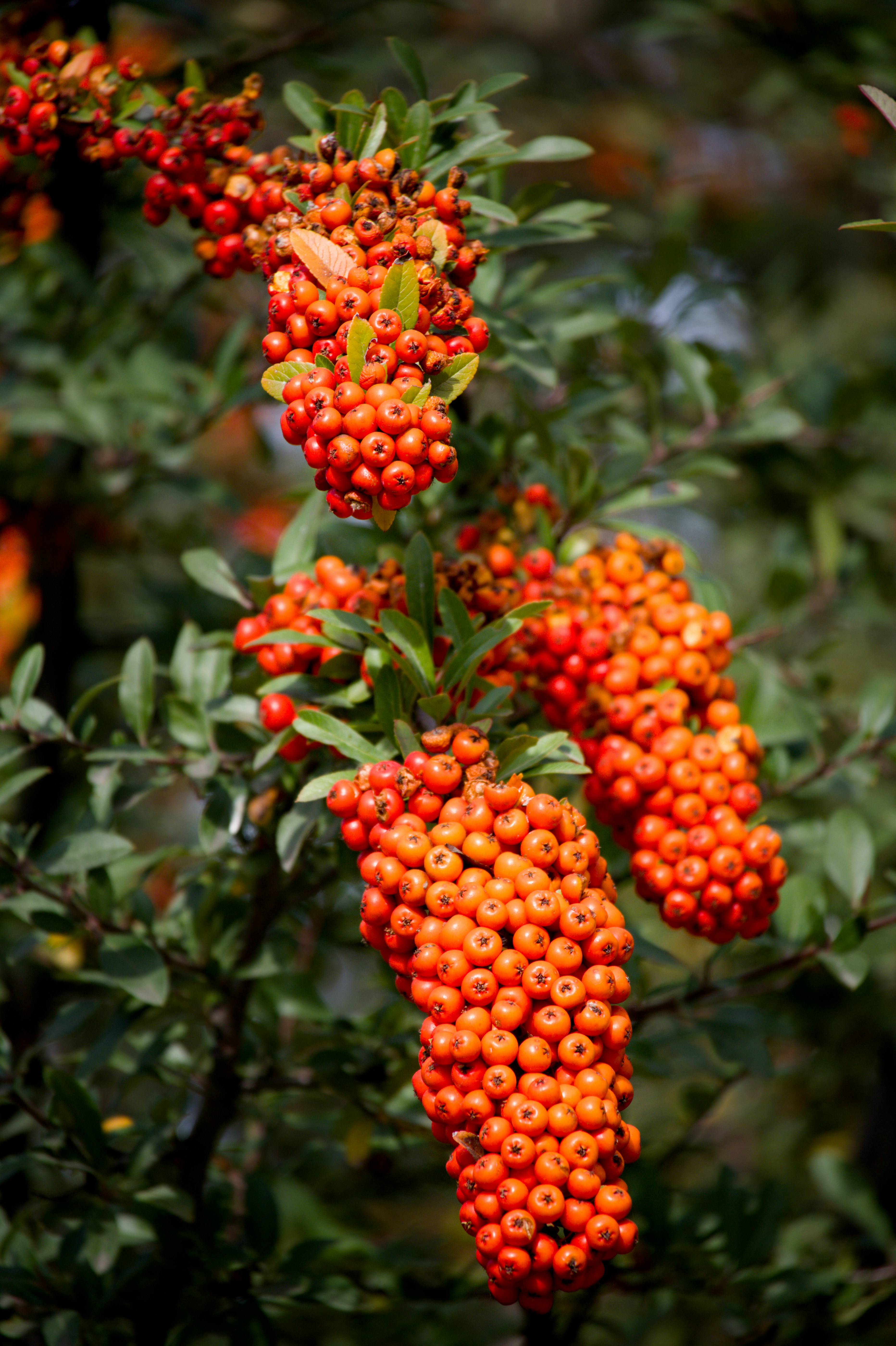 Photo by Amin Zabardast with Nikon Z30