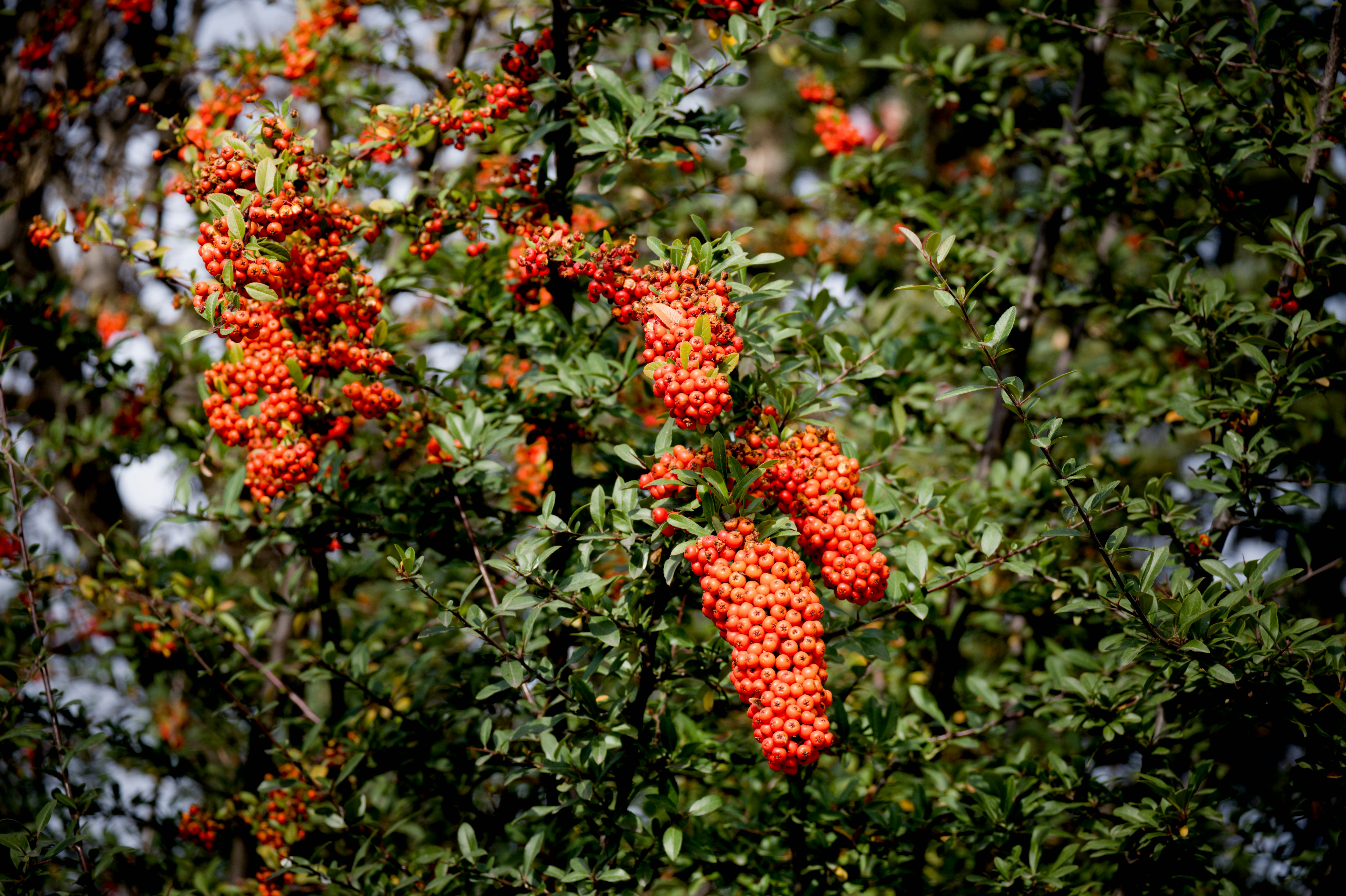 Photo by Amin Zabardast with Nikon Z30