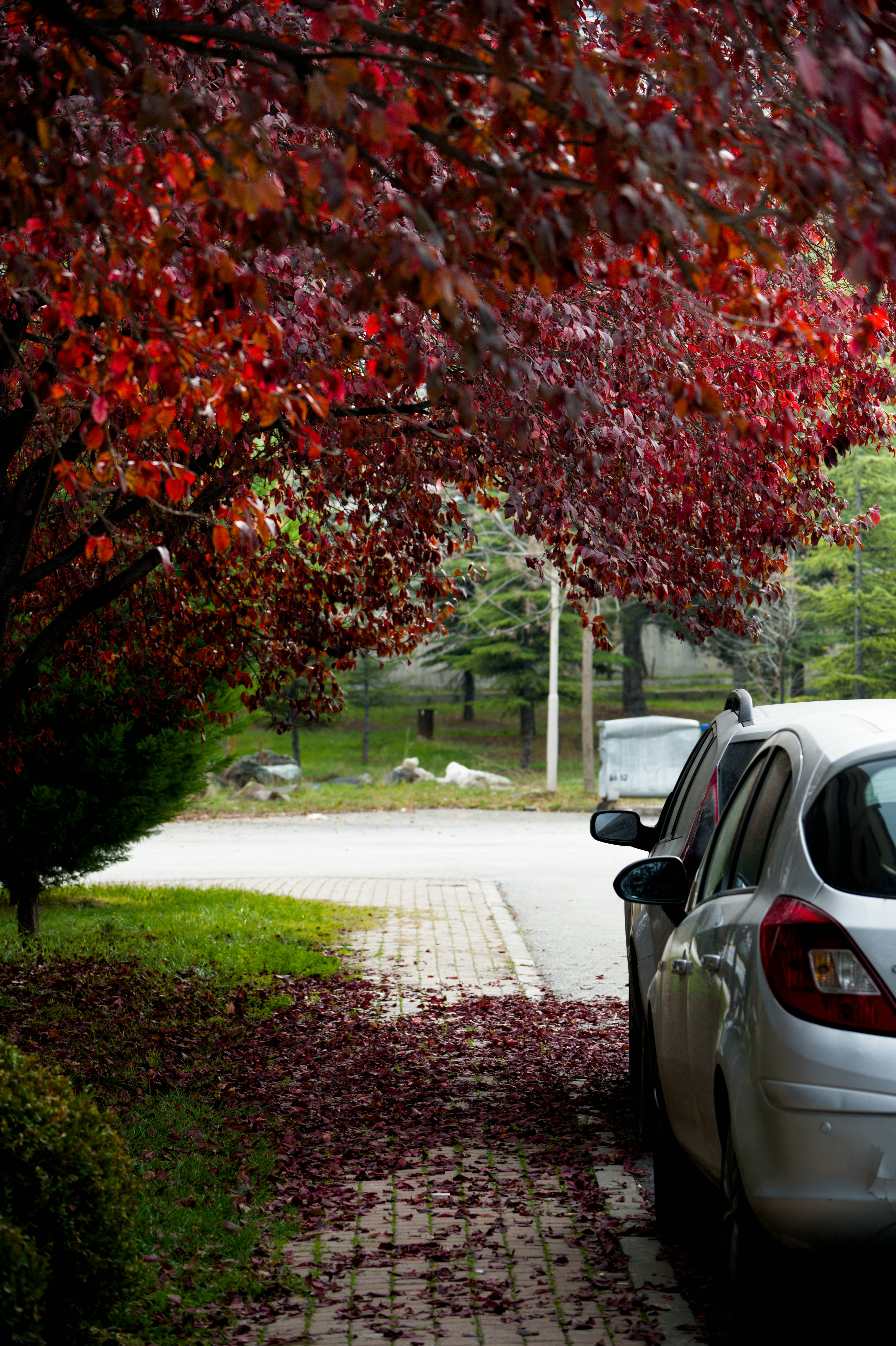 Crimson Canopy Over a Parked Silver Hatchback
