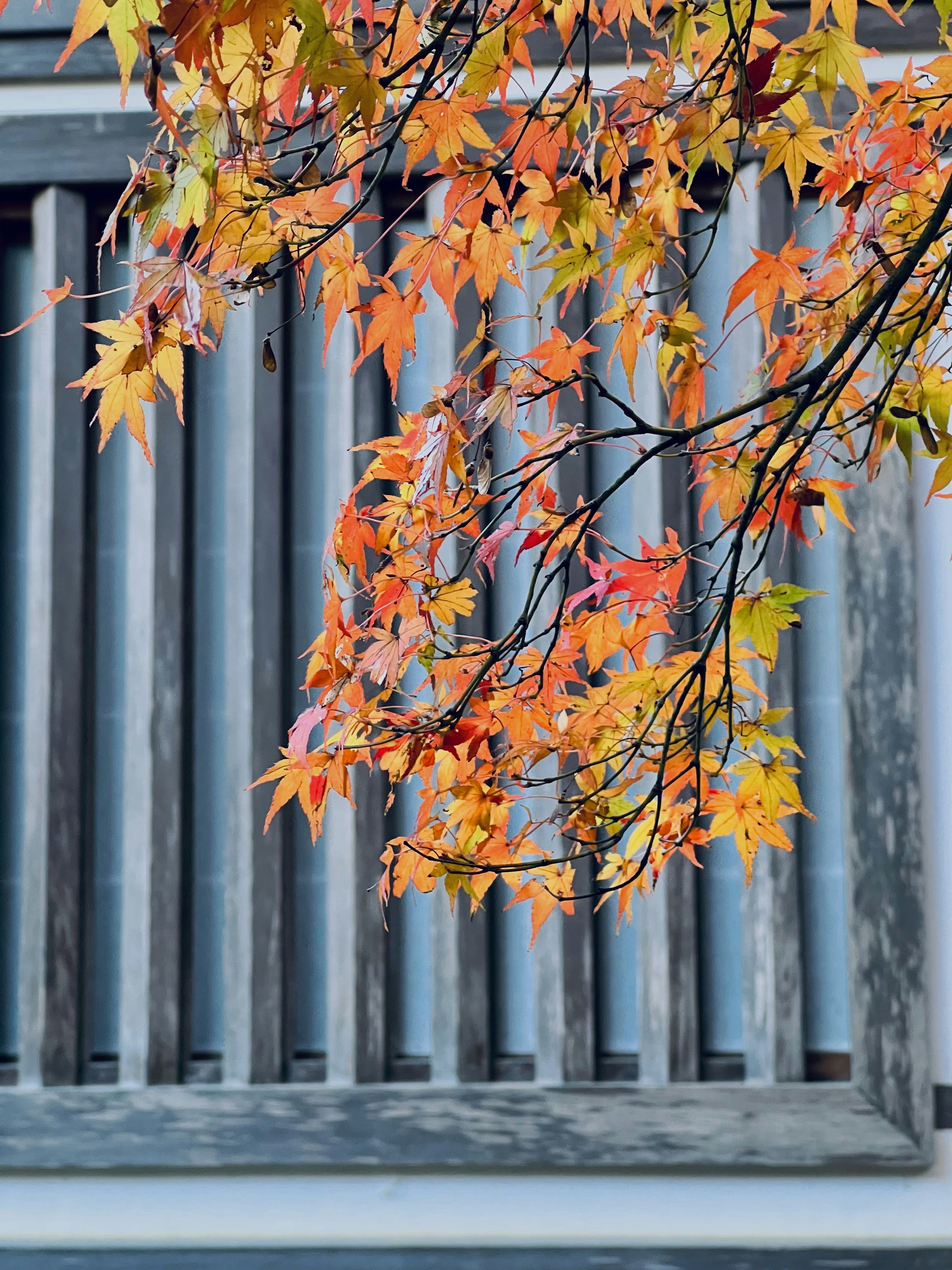 Photo by Kai Wang with Apple iPhone 13 Pro