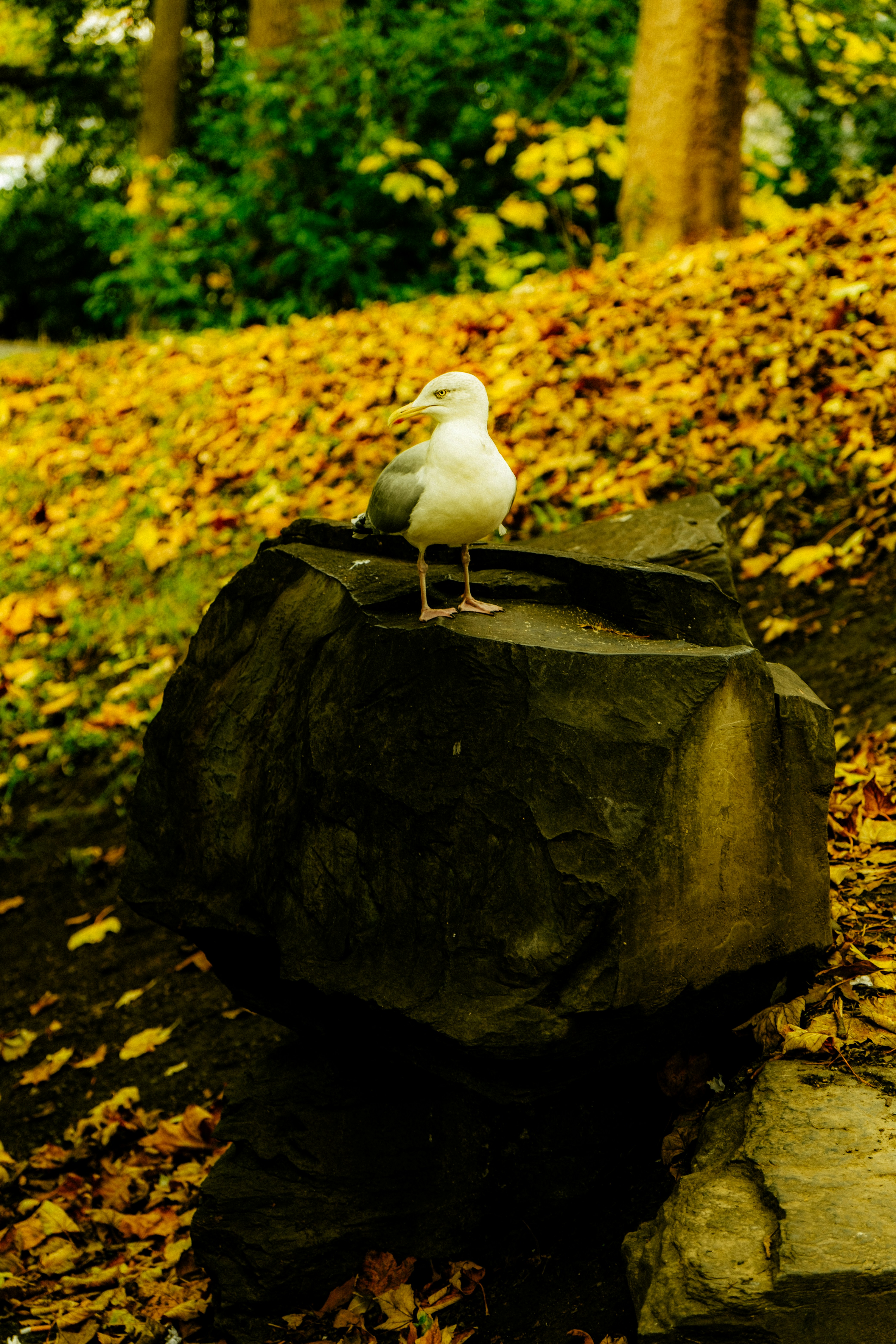 Autumn Gull on a Stone Throne Amid Golden Leaves