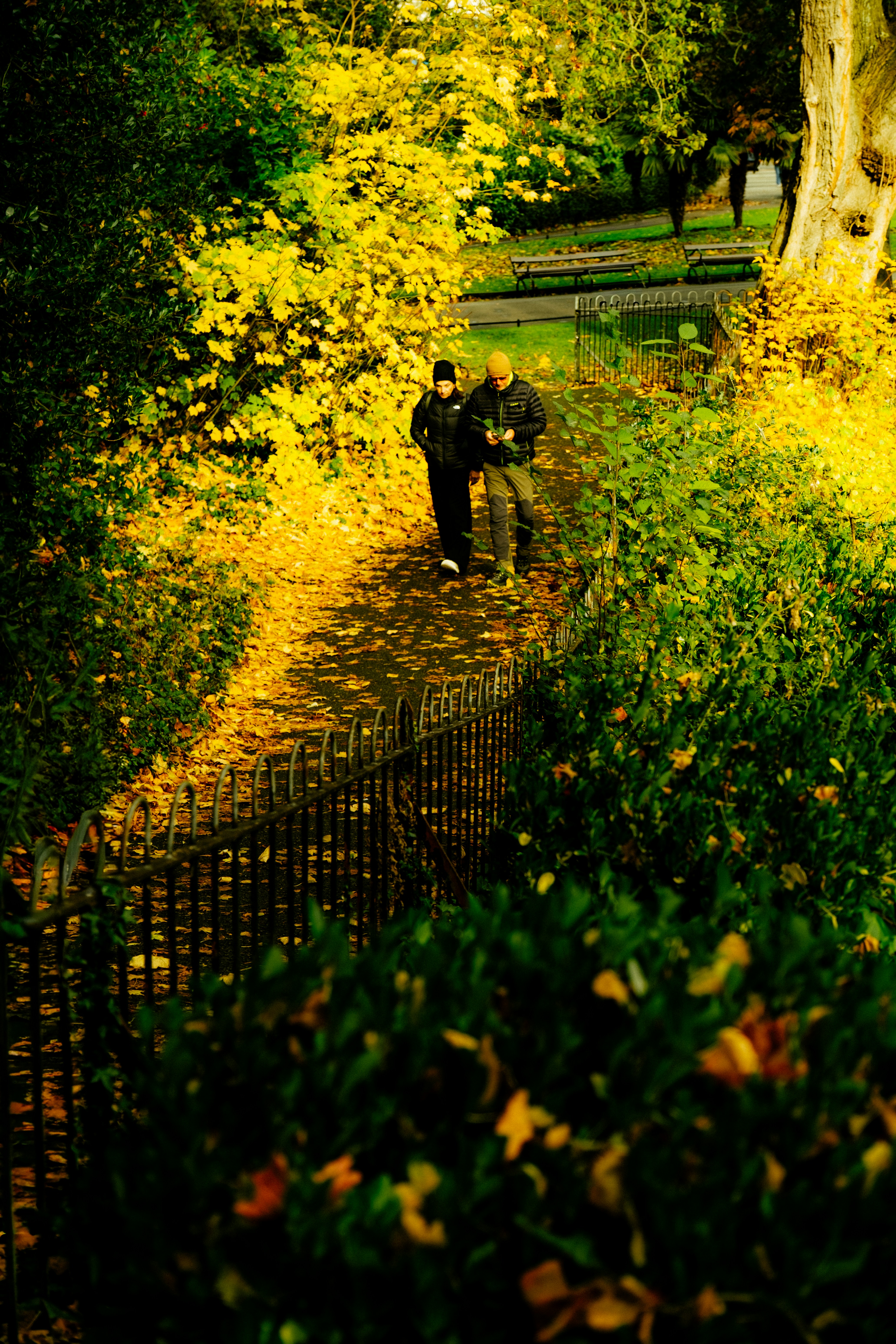 Autumn Walk: Two Figures Sink into the Golden Corridor