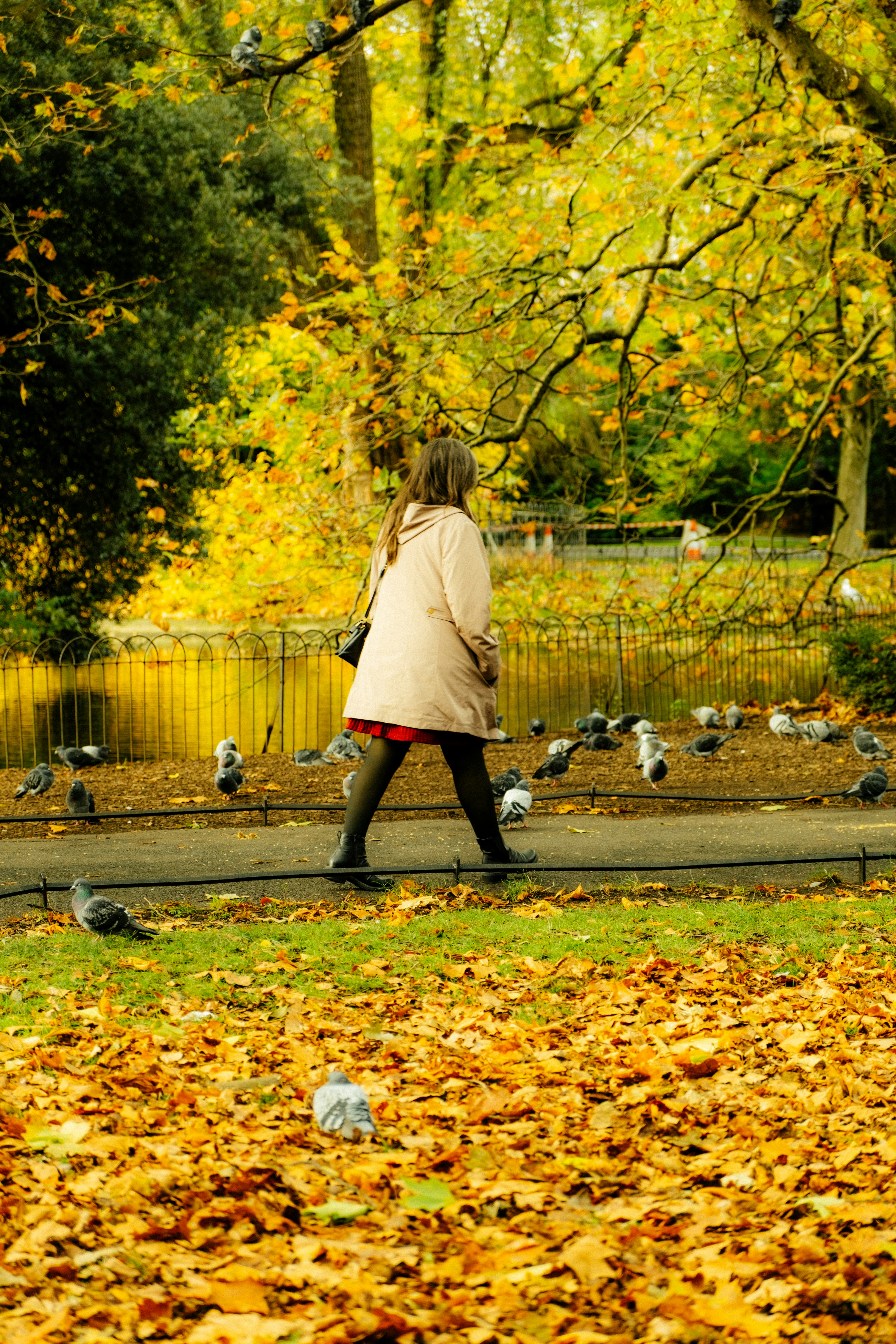 Autumn Stroll by the Park Pond: A Beige-Coated Figure Among Pigeons