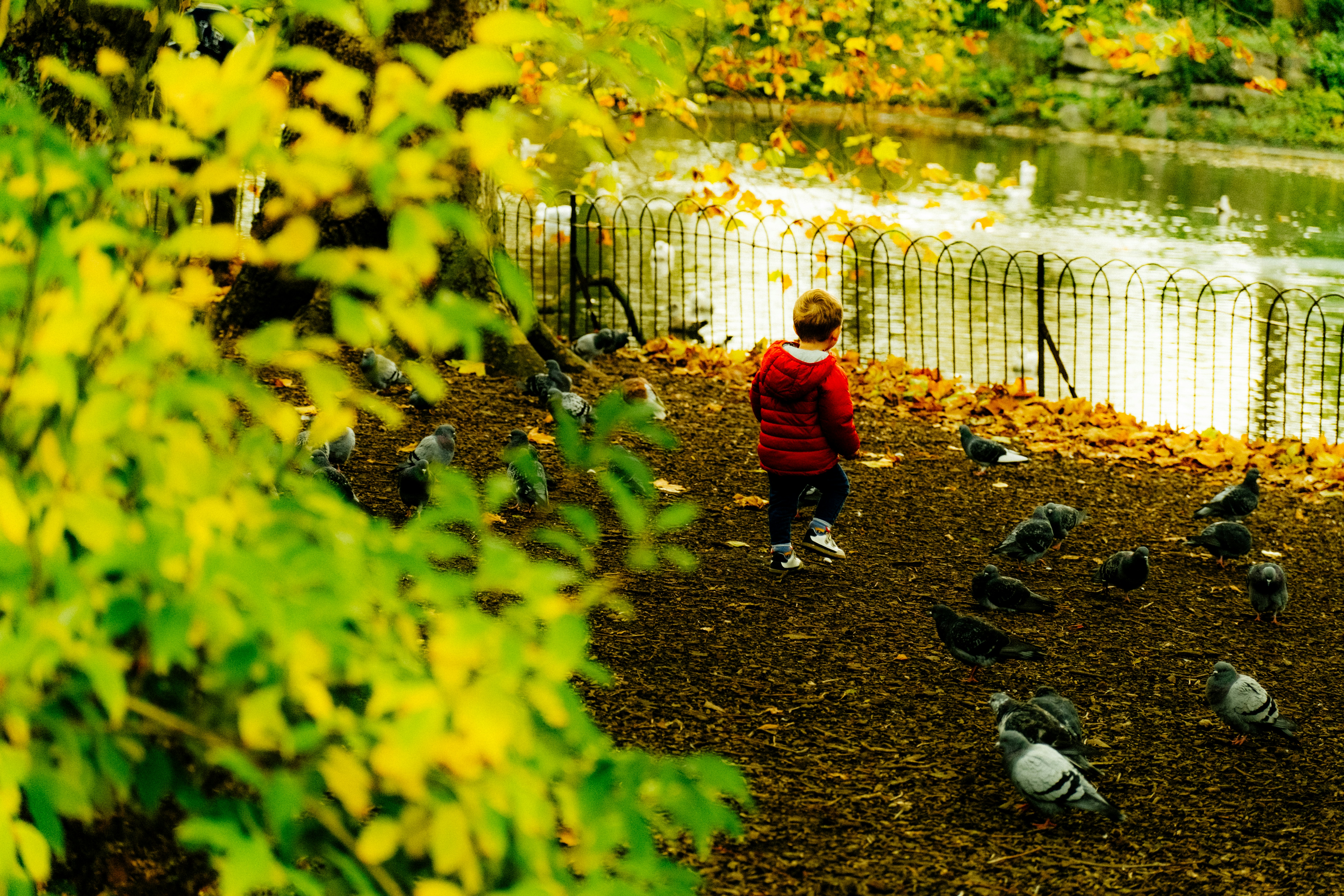 Red-Jacket Moment by the Park Pond with Pigeons