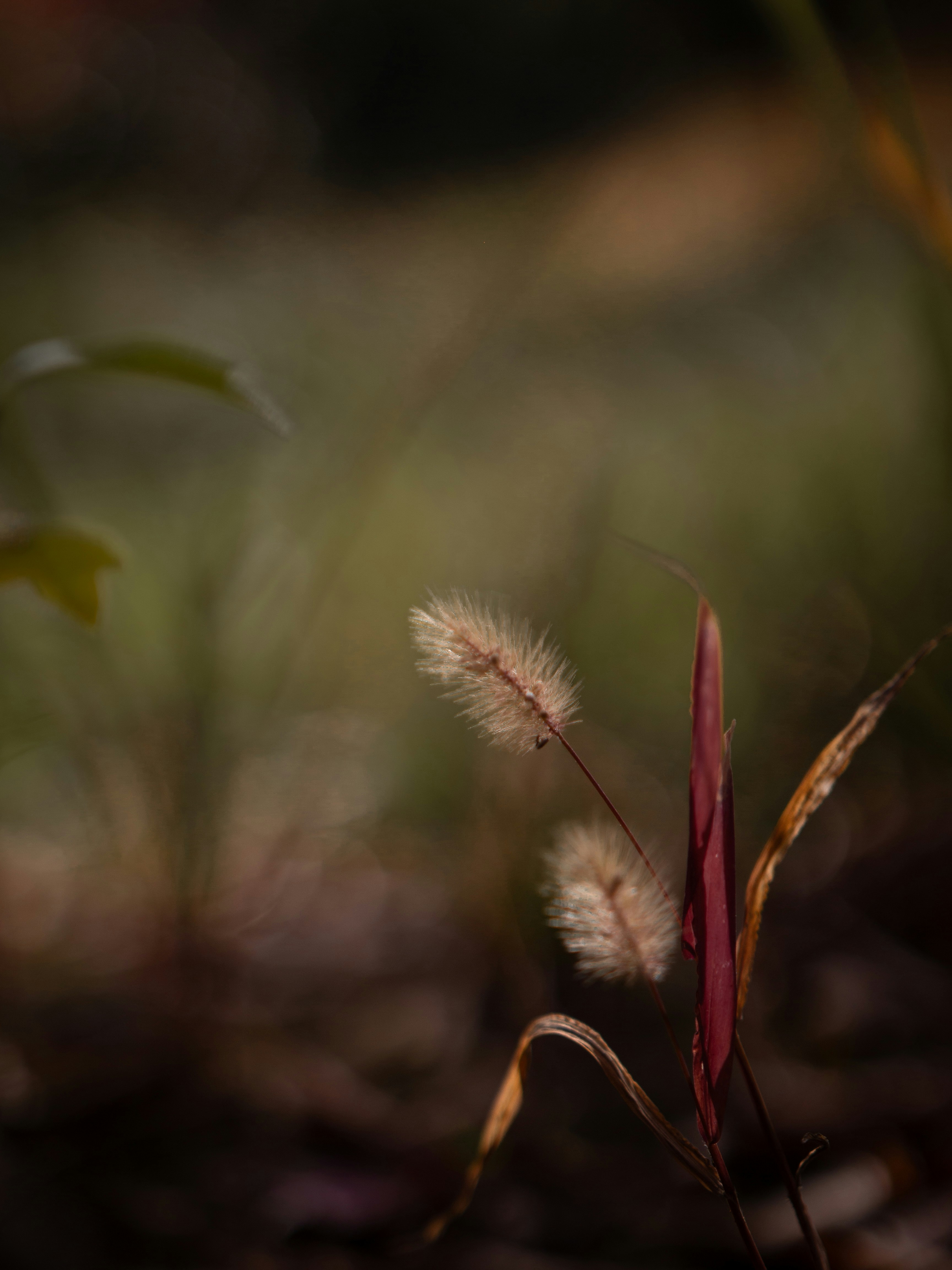 Velvet Seed Heads in a Quiet Grassland Glow