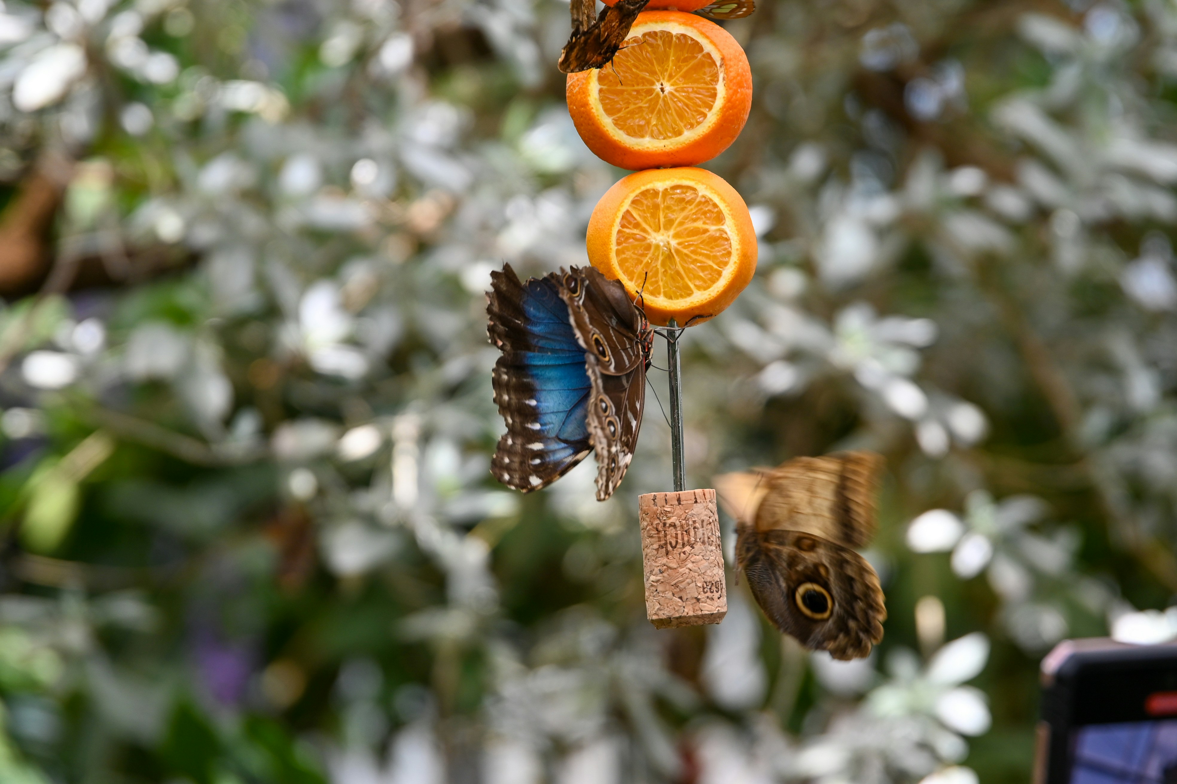 Blue-winged Butterfly at a Citrus Feeder