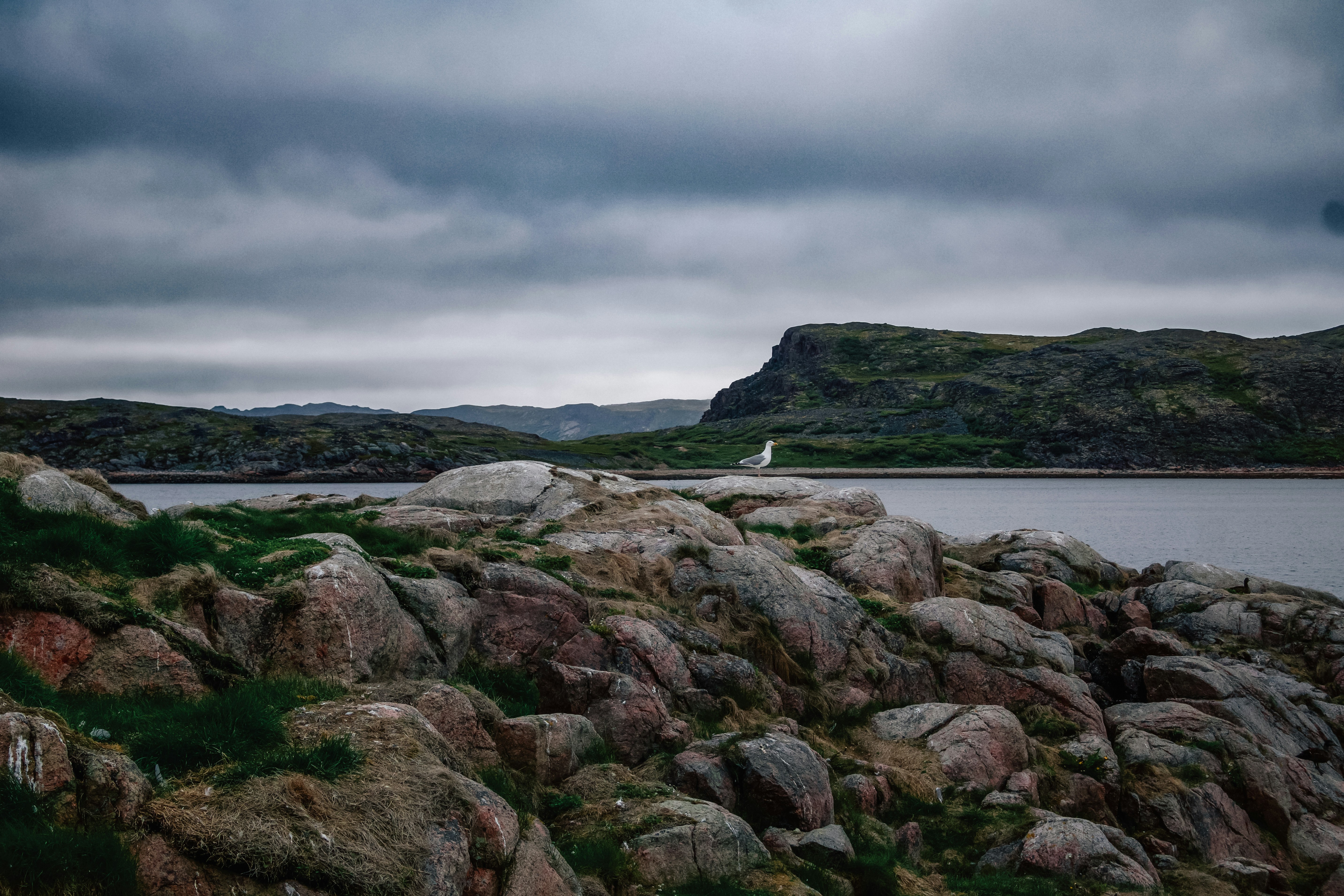Solitary seabird on weathered coastal rocks beneath a moody sky