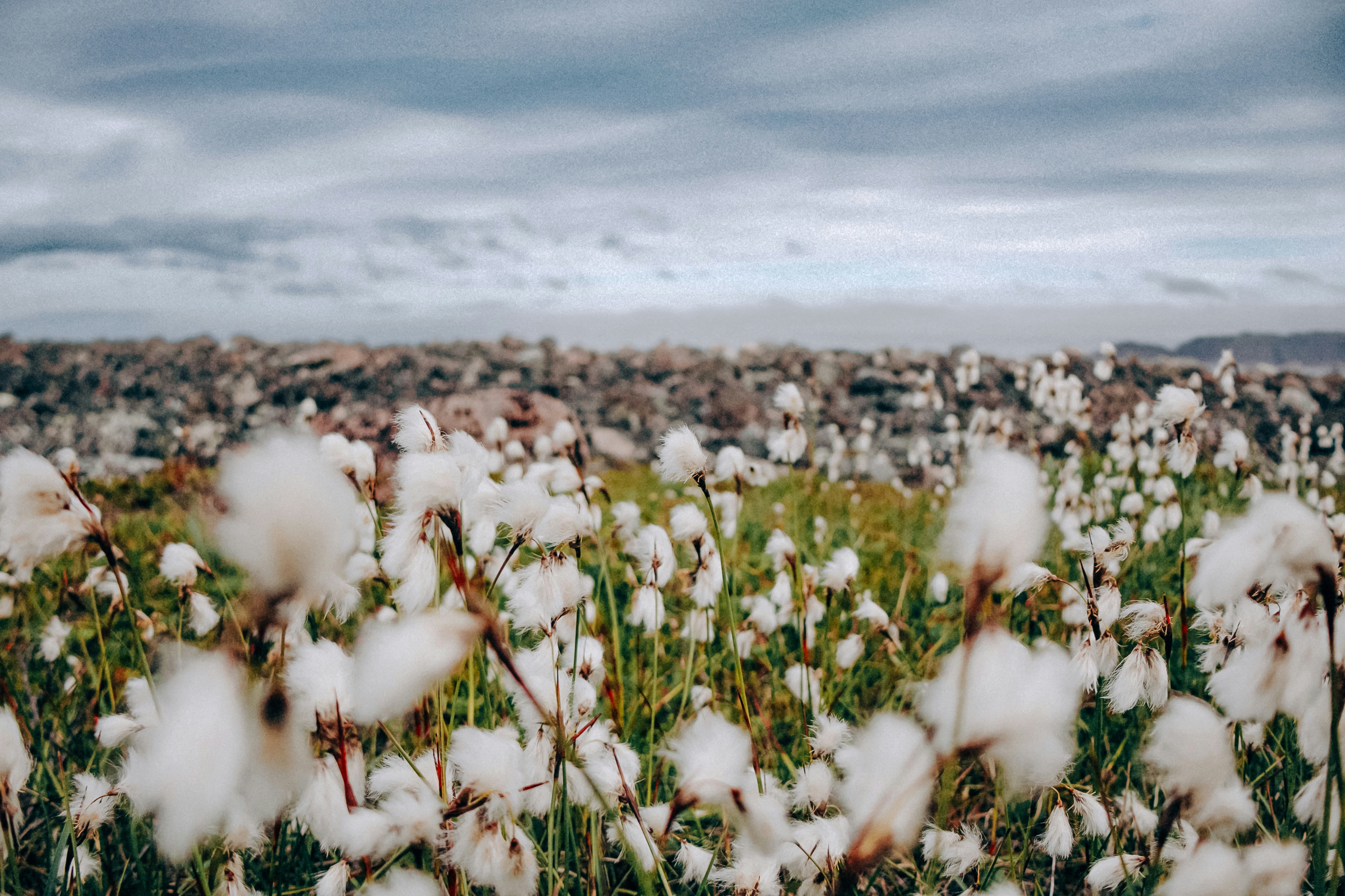 Cottony Blooms over a Riverside Plain